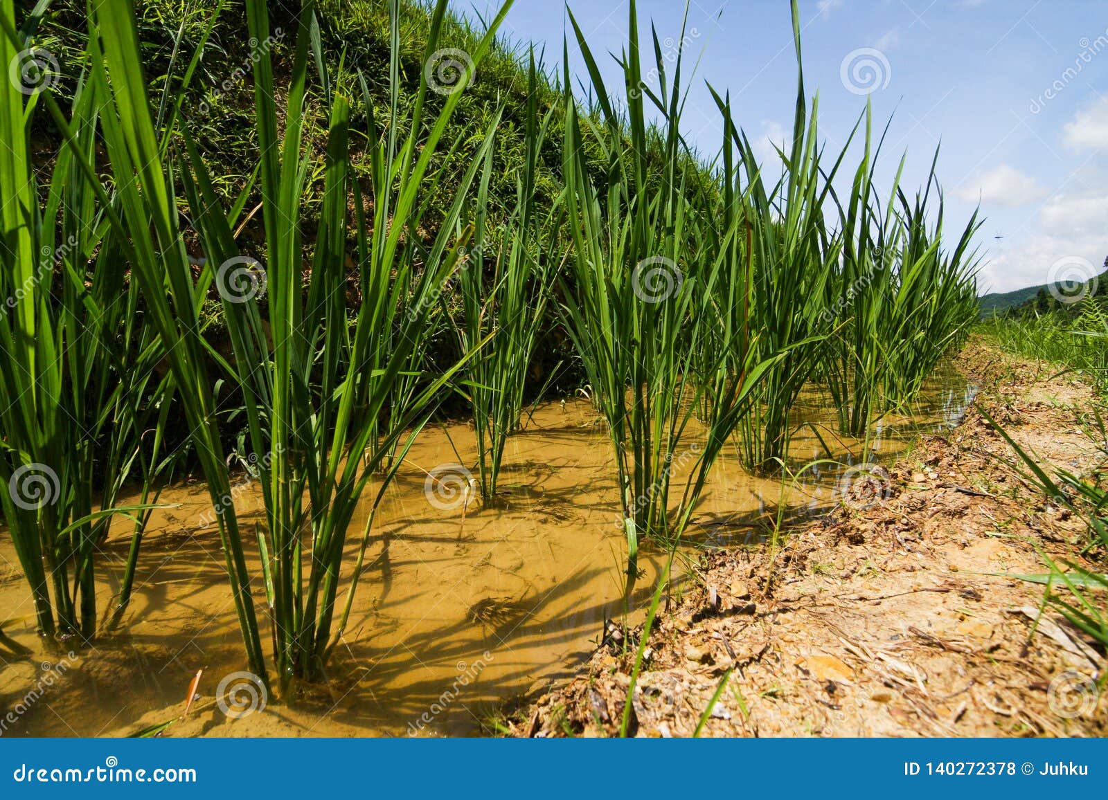 Rice Plant Close-up in Rice Field Stock Photo - Image of countryside ...
