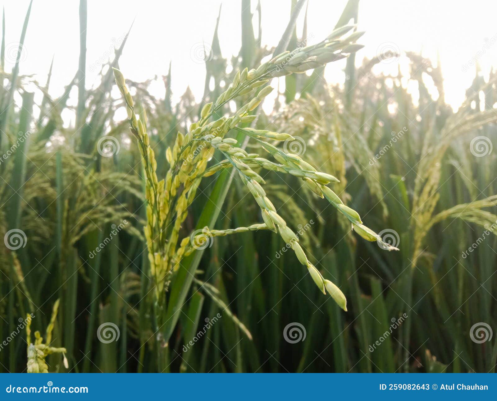 Rice Plant Closeup in the Agriculture Field Stock Image - Image of ...