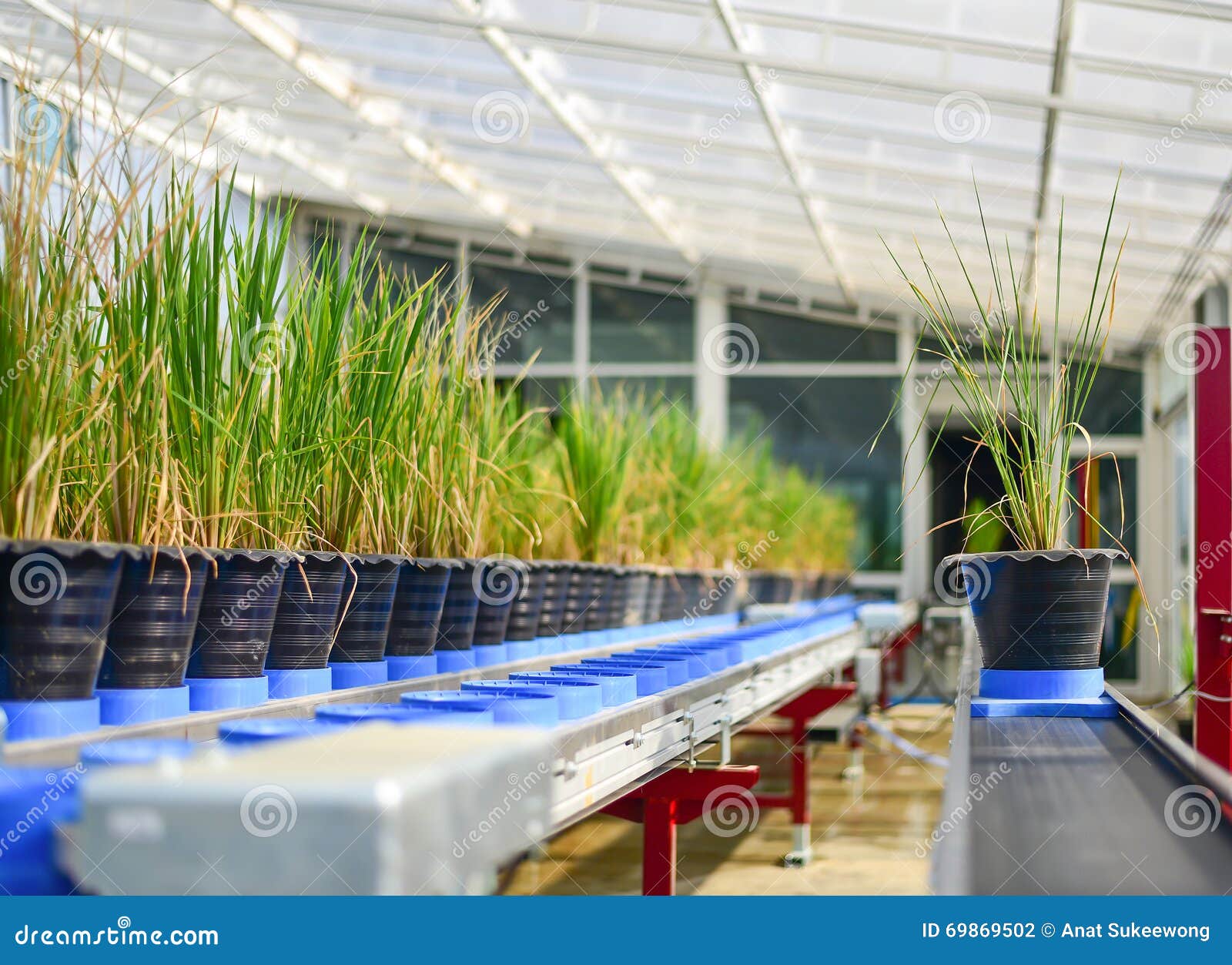 Rice Plant on Conveyor Belt Stock Photo - Image of economy, belt: 69869502