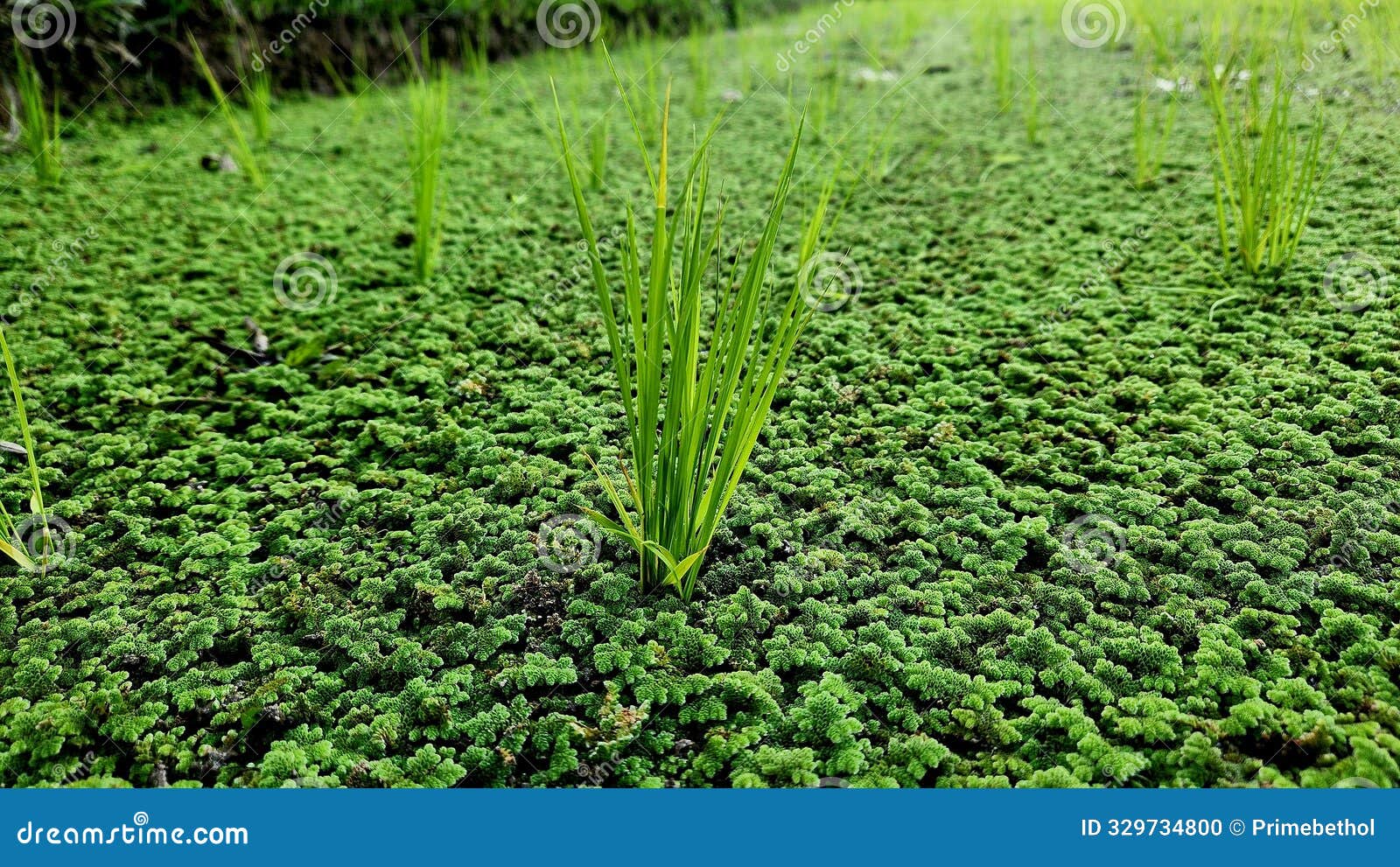 Rice Plant Covered by Azola Stock Photo - Image of rice, plant: 329734800