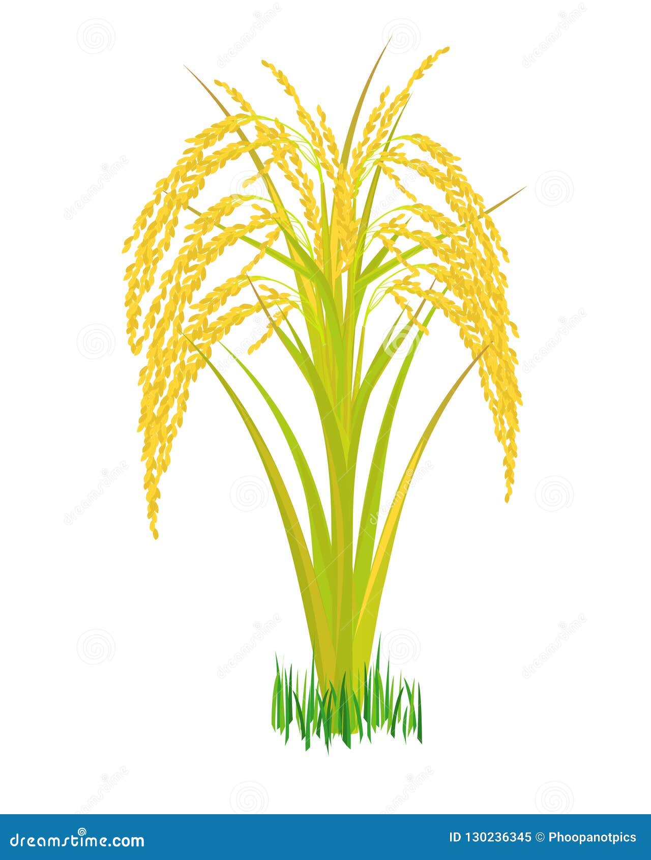 Rice plant stock vector. Illustration of isokated, vegetable - 130236345