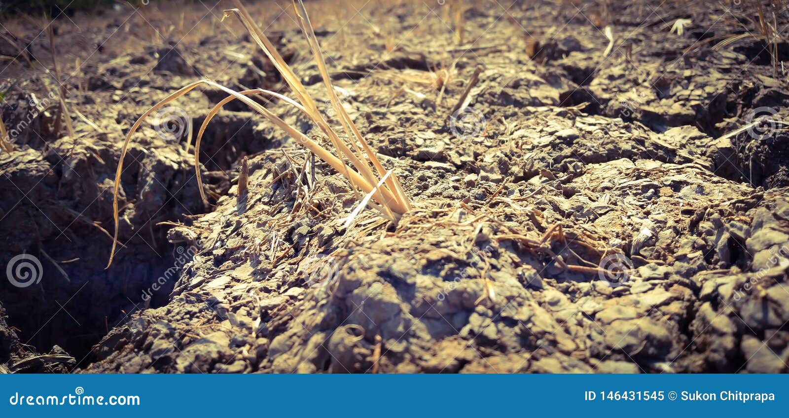 Rice plant dried stock image. Image of dried, disaster - 146431545