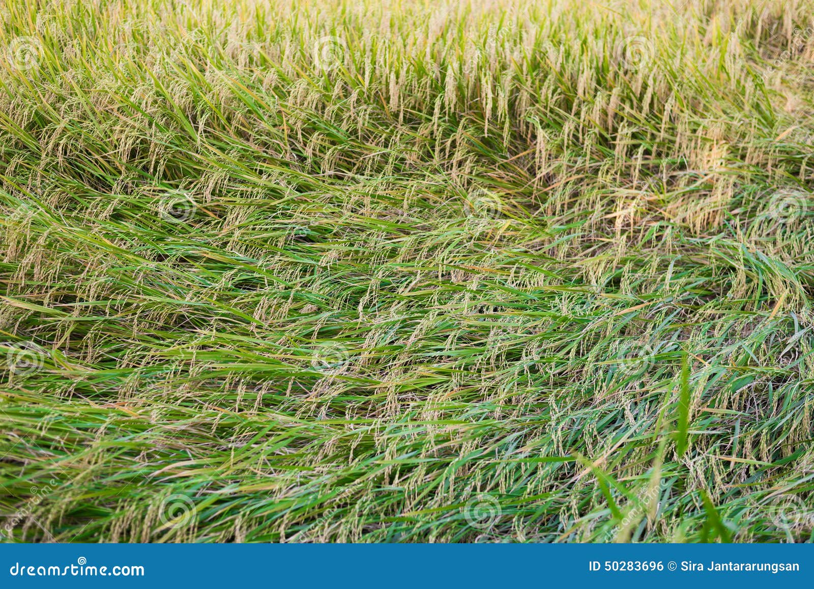 Rice plant falling down stock photo. Image of countryside - 50283696