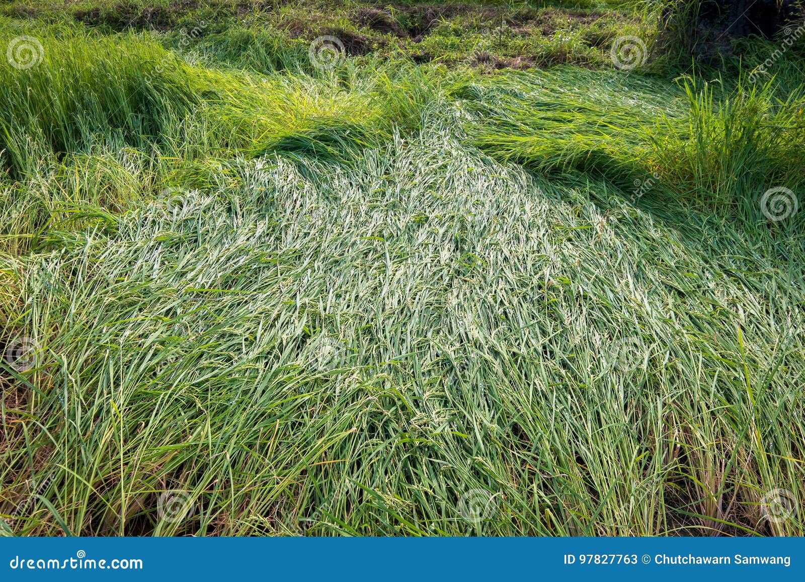 Rice plant falling down stock image. Image of color, asian - 97827763