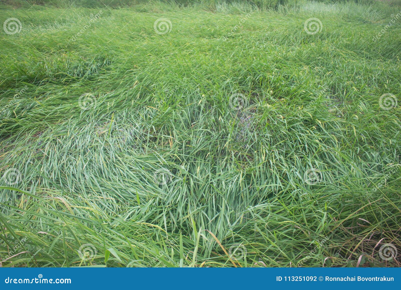 Rice Plant Falling Down because of Strong Wind Stock Photo - Image of ...