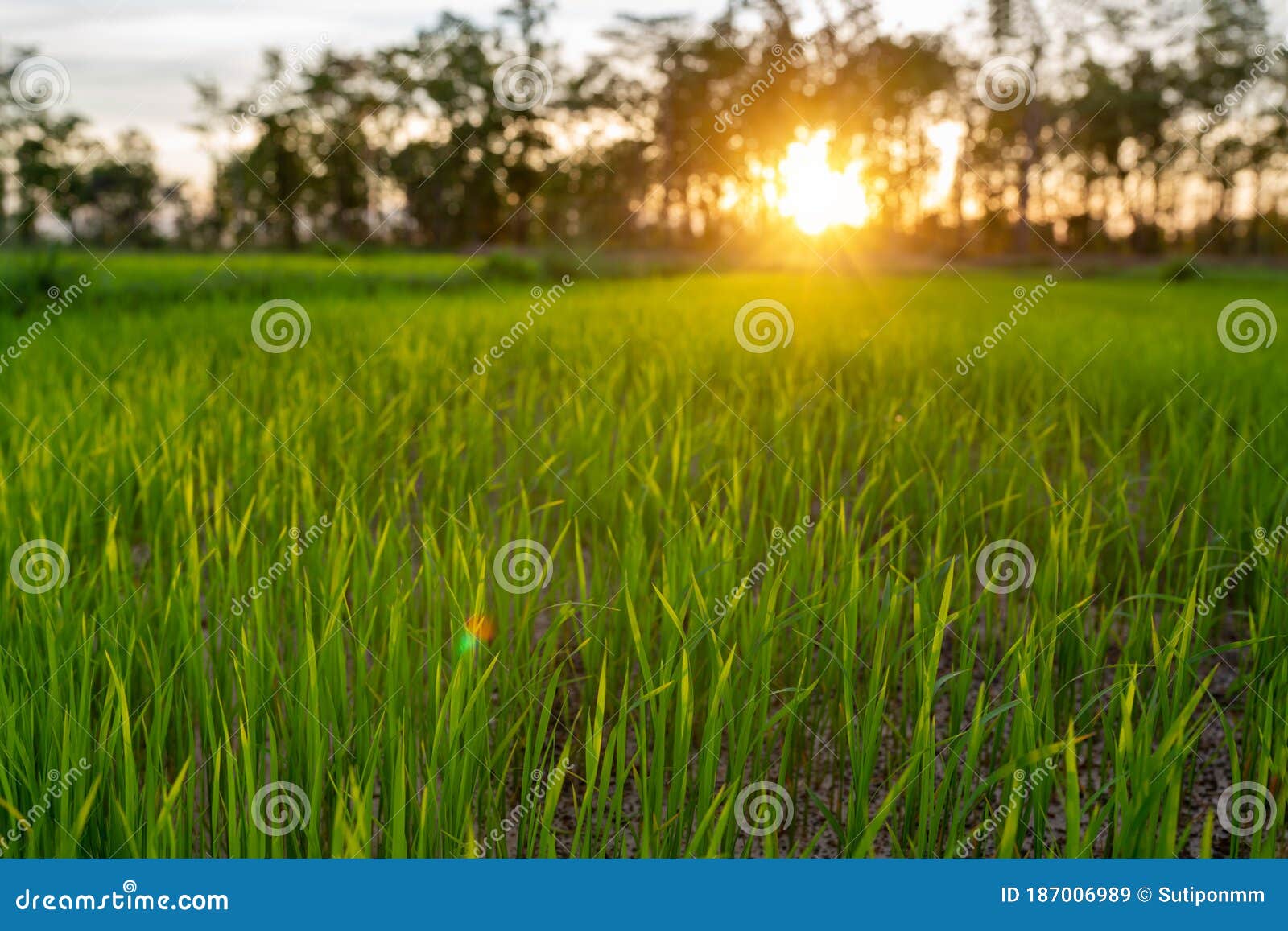 Green Rice Plant in Farmland Sunset Stock Image - Image of beautiful ...