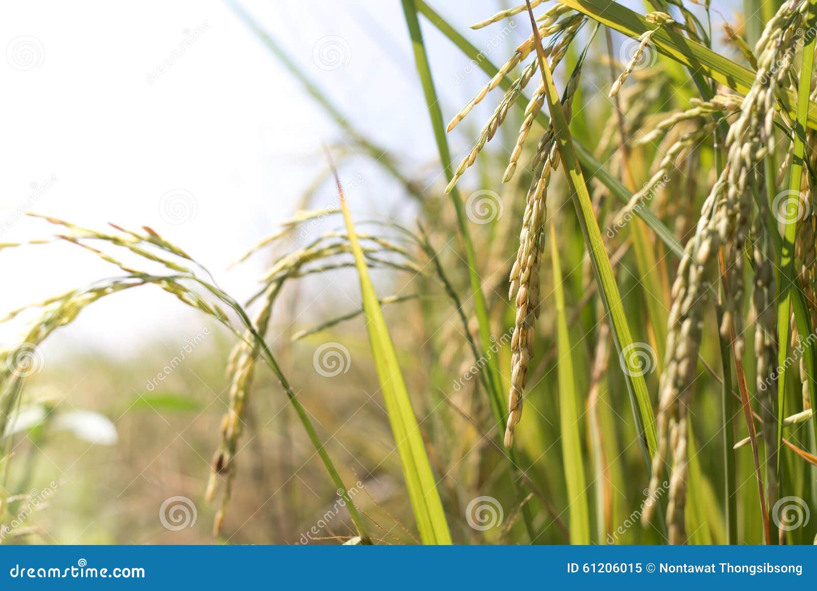 Rice plant stock image. Image of grass, farm, rural, farming - 61206015