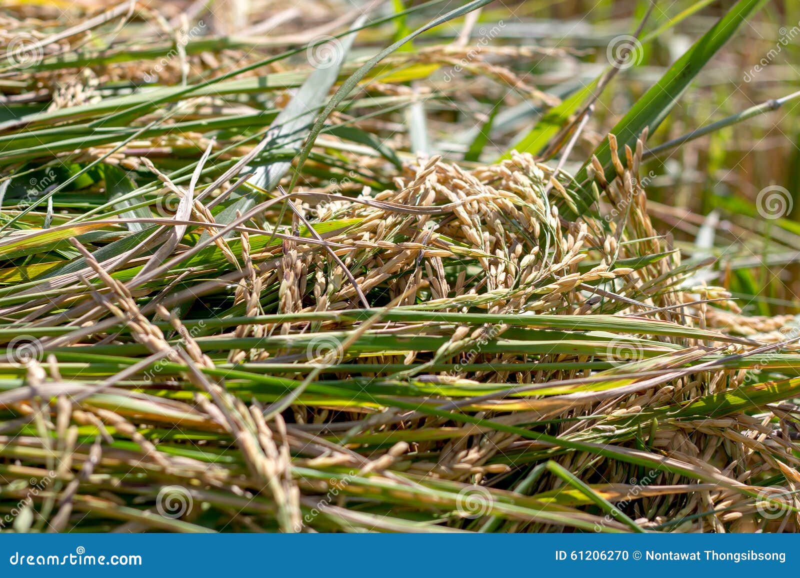 Rice plant stock photo. Image of paddy, farming, asia - 61206270