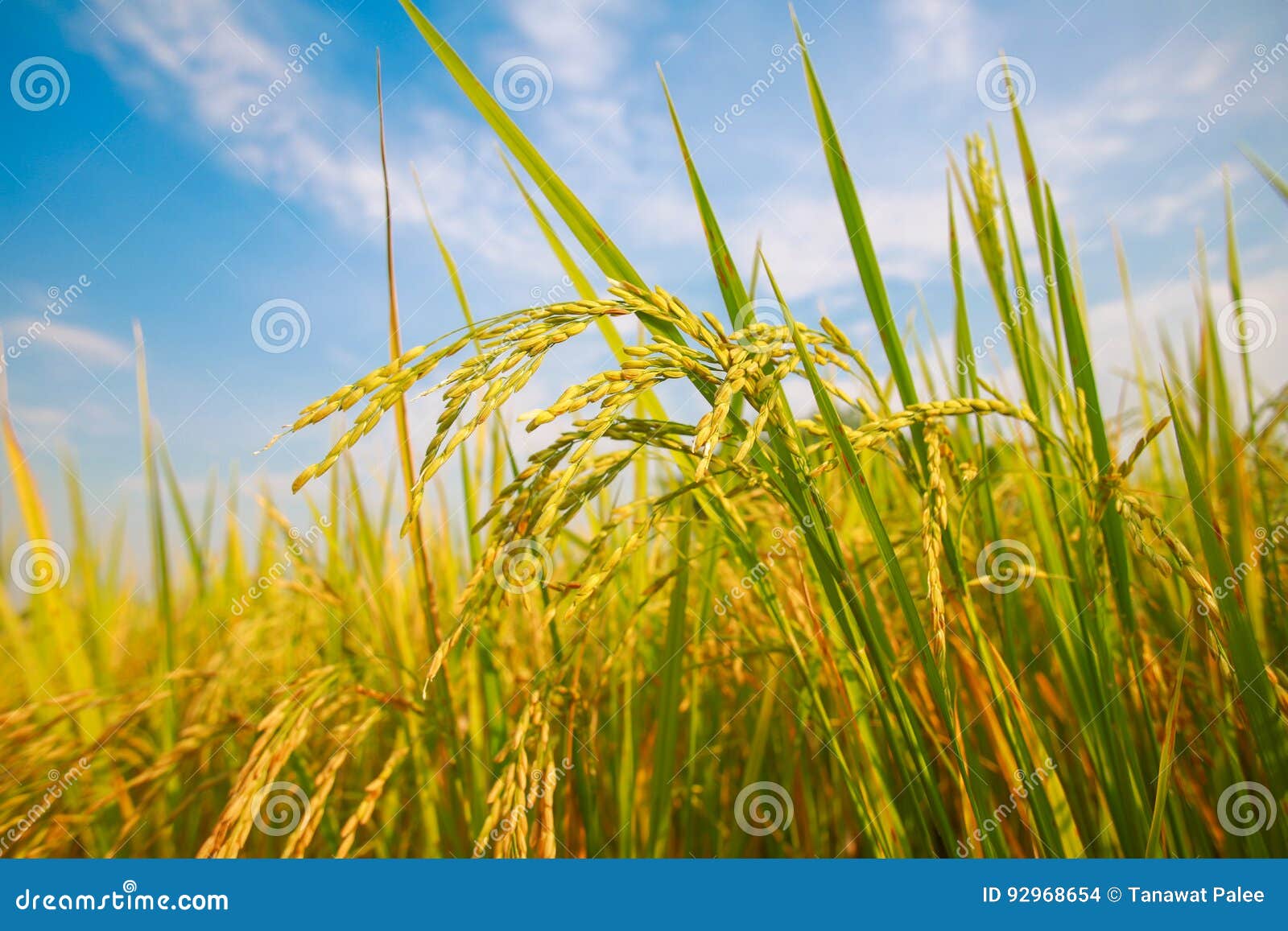 Rice plant stock photo. Image of natural, lawn, fresh - 92968654
