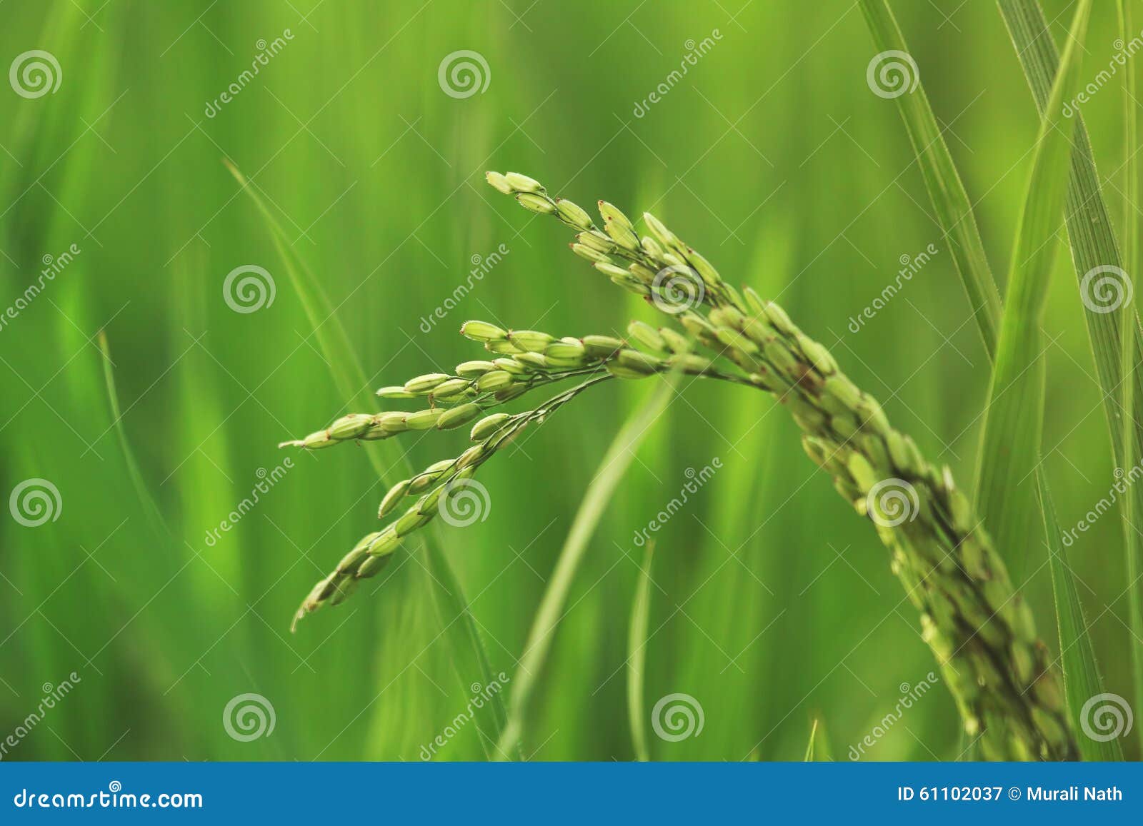 Rice plant in the field stock image. Image of indian - 61102037