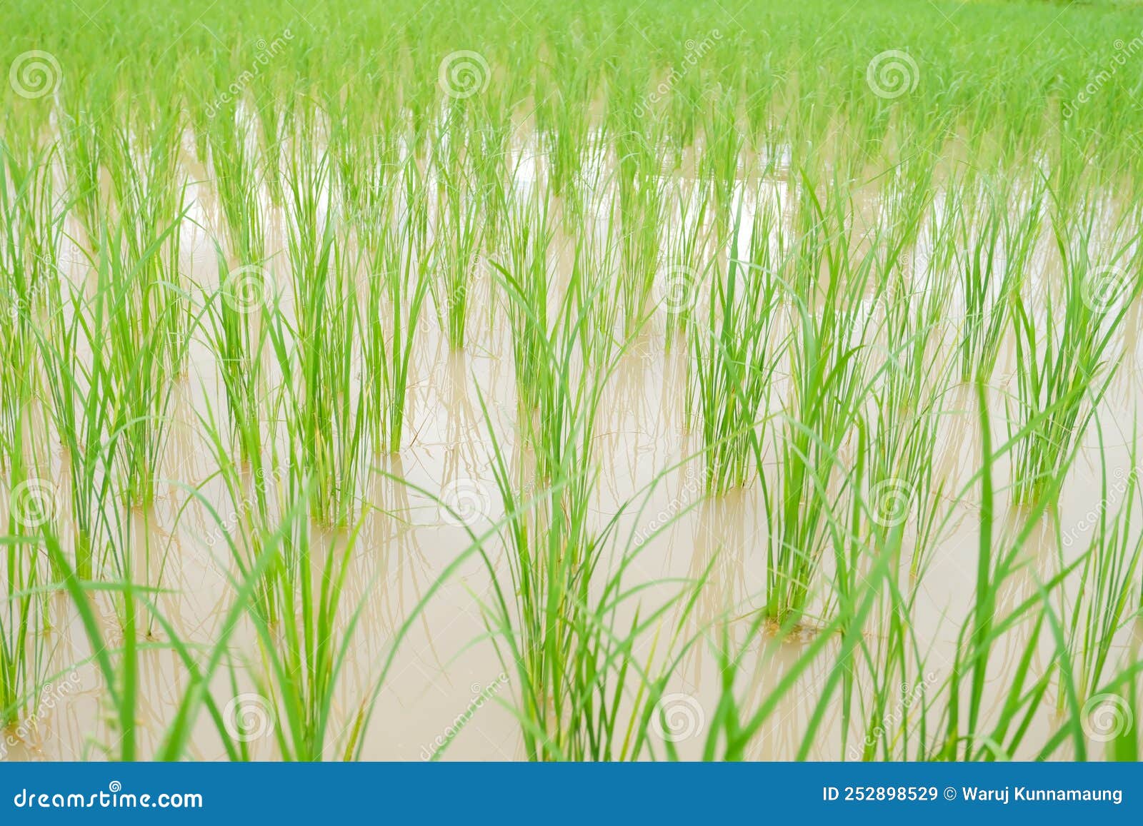 The Rice Plant in the Rice Field is Growing. Stock Image - Image of ...