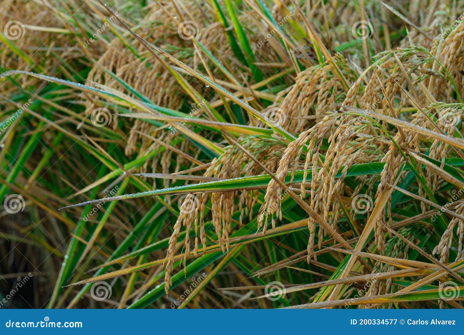 Rice plant in field stock image. Image of balinese, growing - 200334577