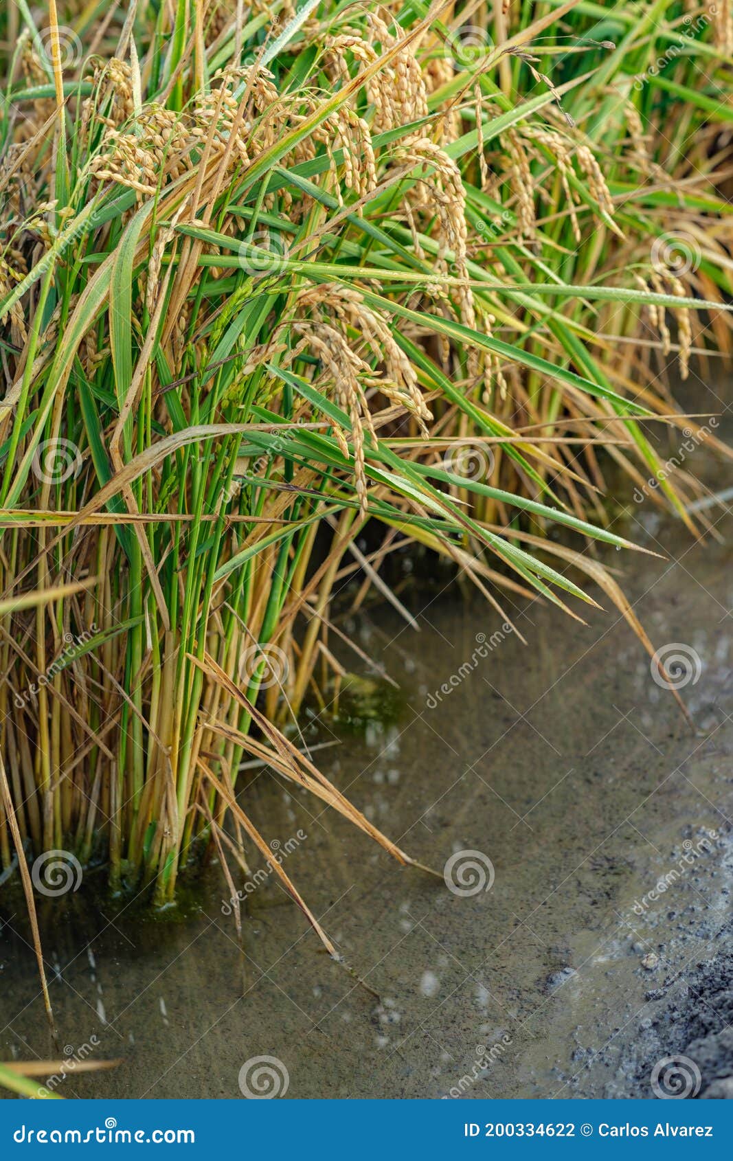 Rice plant in field stock photo. Image of field, dawn - 200334622