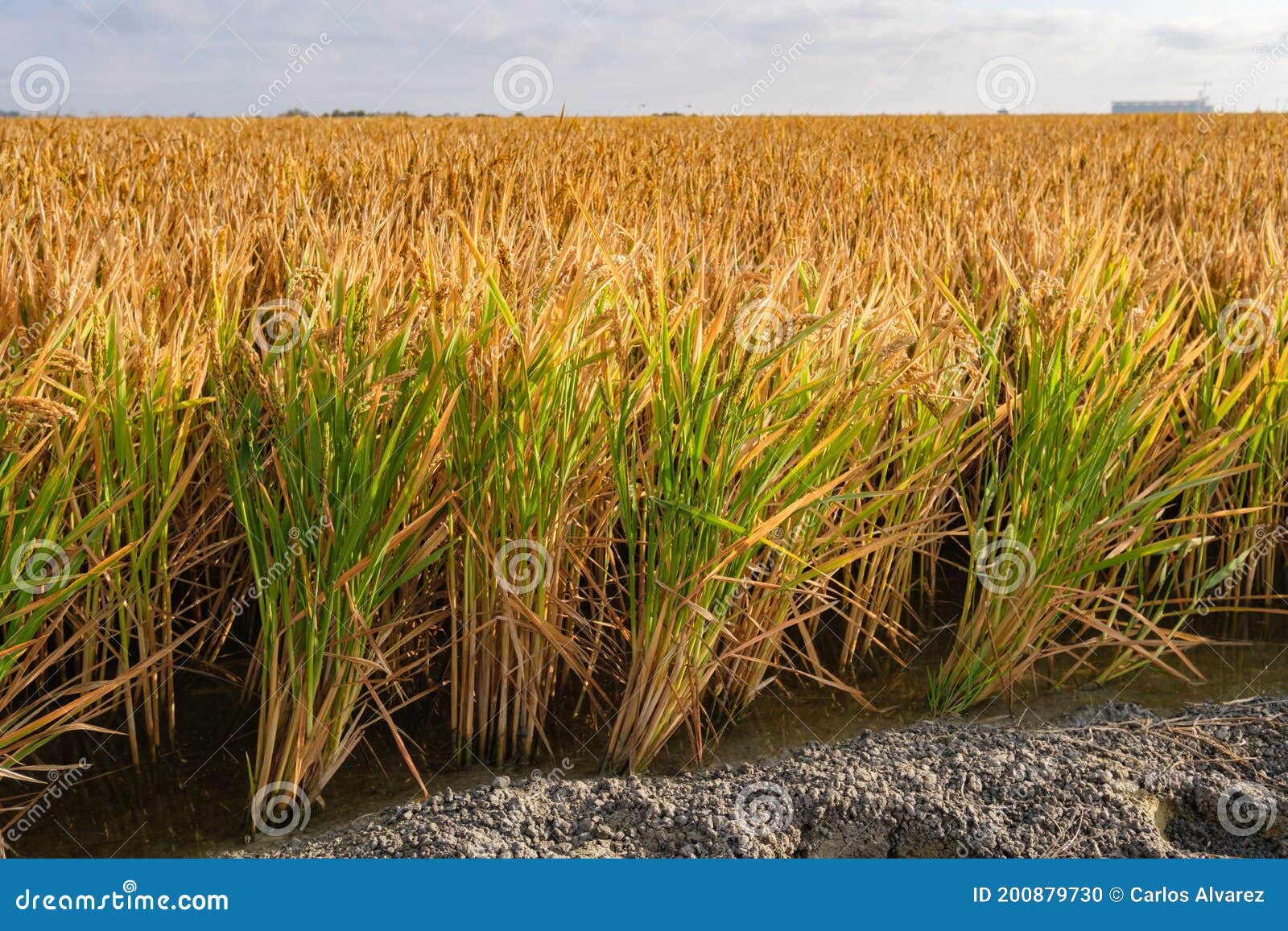 Rice plant in field stock photo. Image of material, irrigation - 200879730