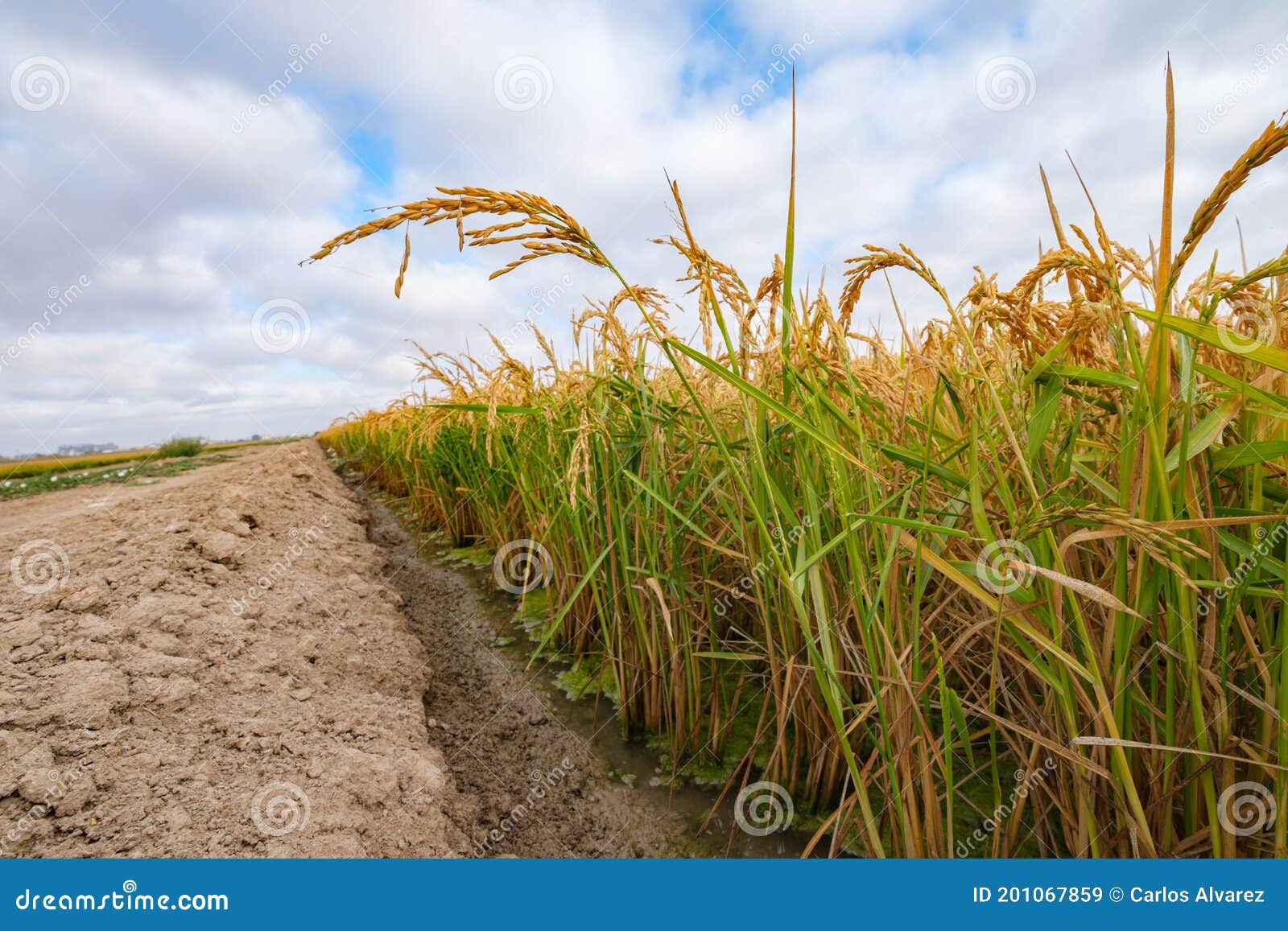 Rice plant in field stock image. Image of economical - 201067859