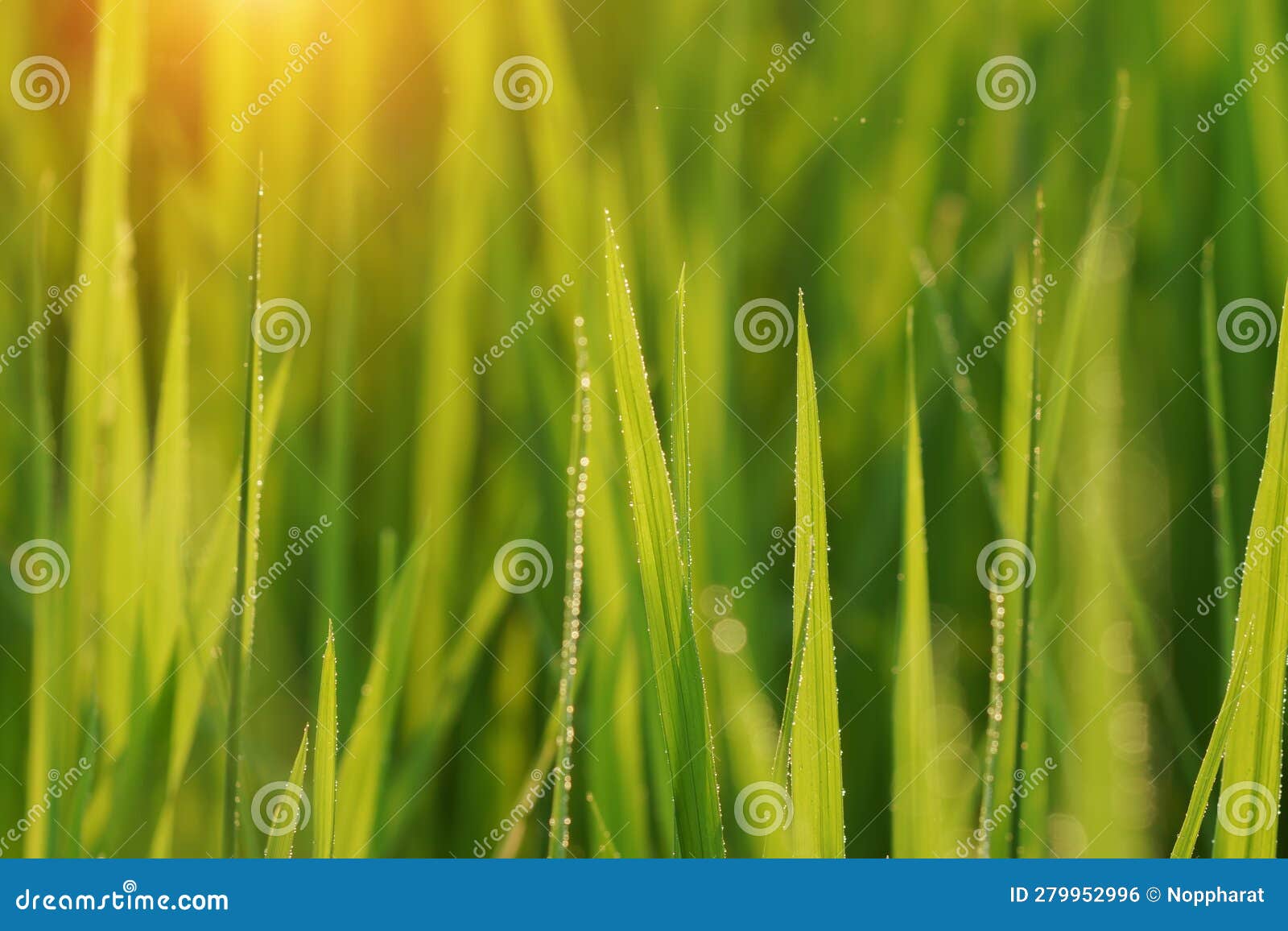 Rice Plant in Rice Field with Rainfall. Stock Photo - Image of nature ...