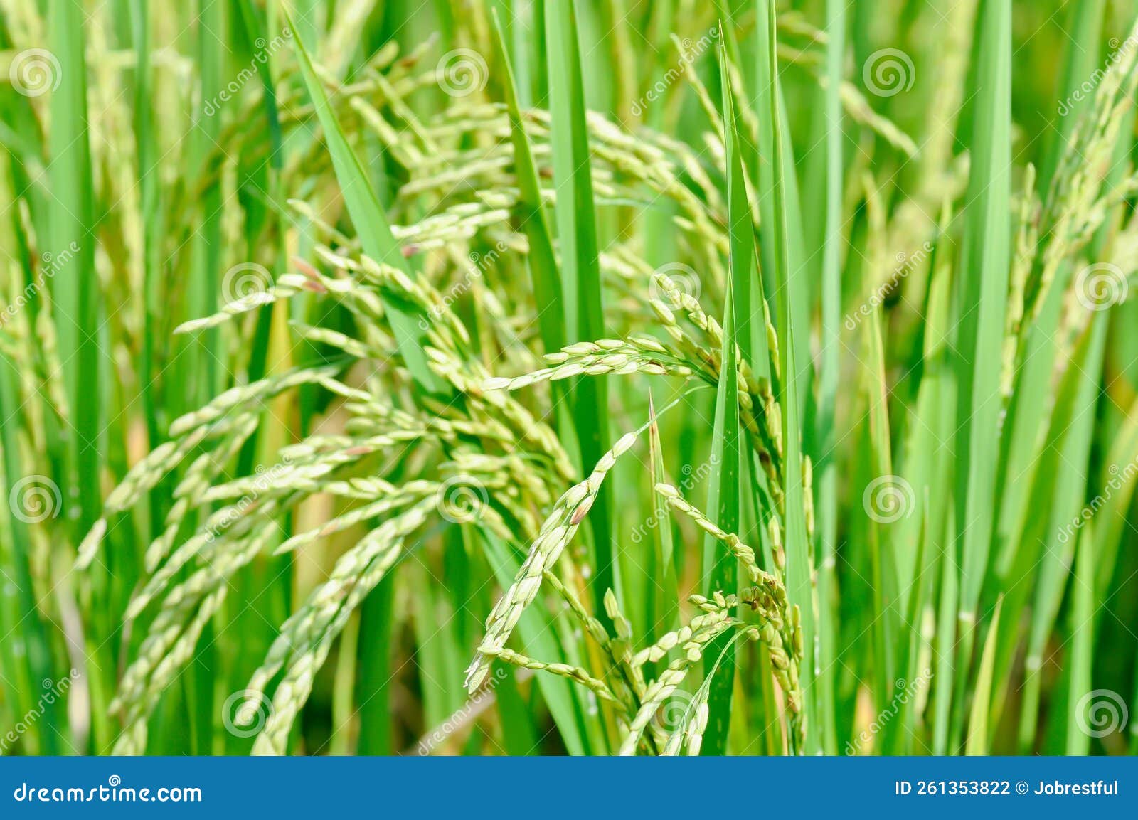 Rice Plant or Rice Field , Sticky Rice Plant or Paddy Field Stock Photo ...