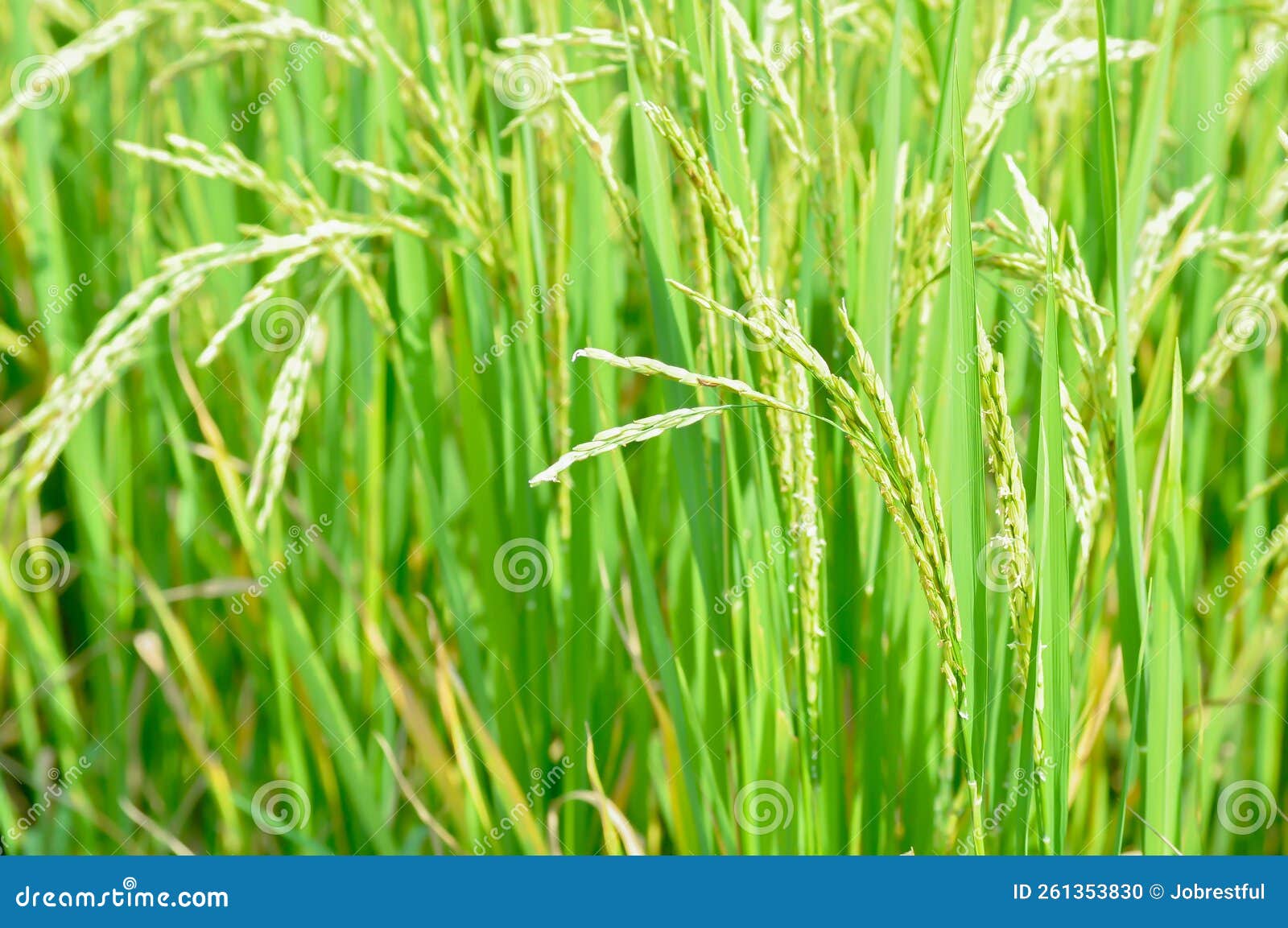 Rice Plant or Rice Field , Sticky Rice Plant or Paddy Field Stock Photo ...