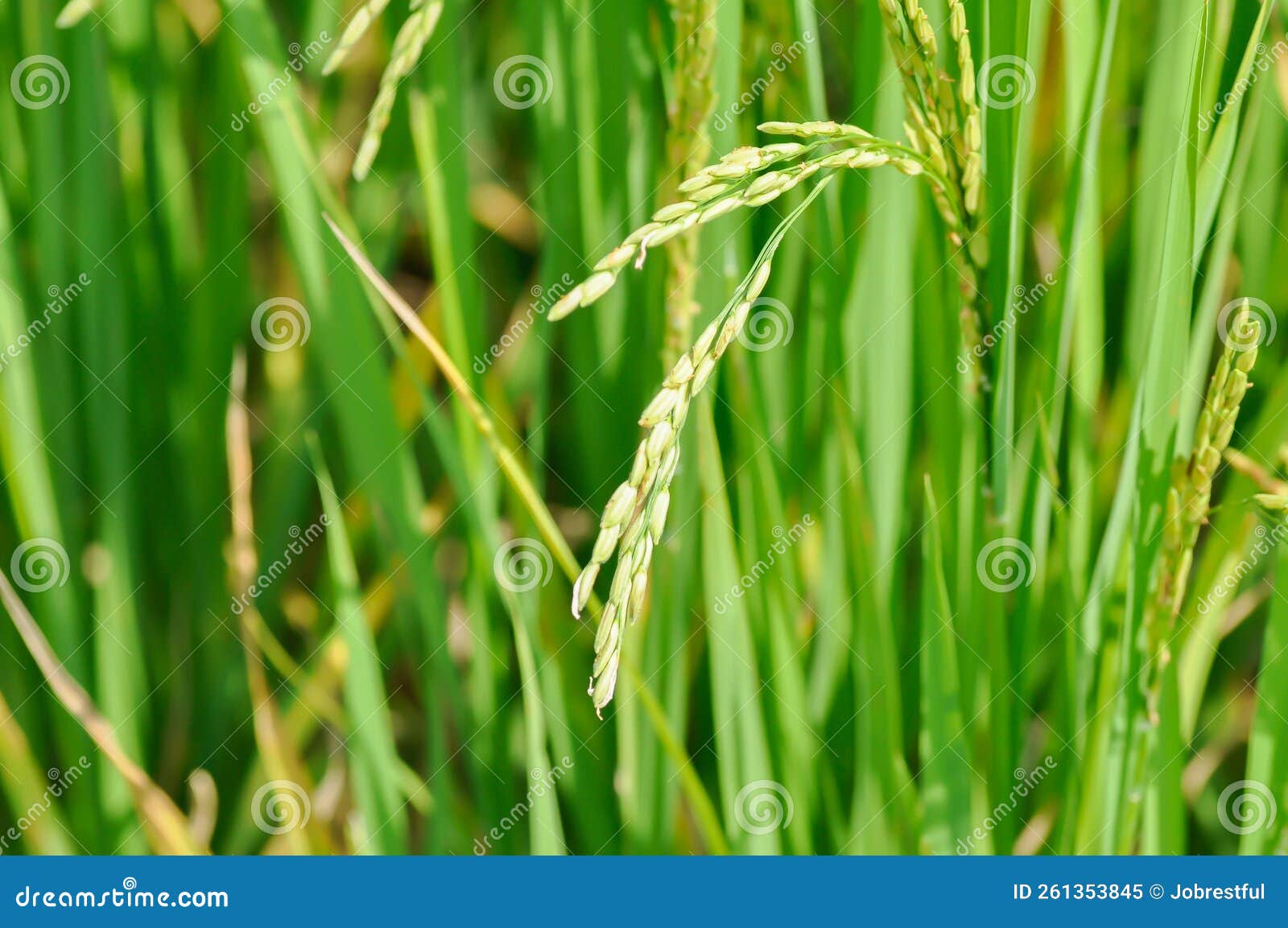 Rice Plant or Rice Field , Sticky Rice Plant or Paddy Field Stock Image ...