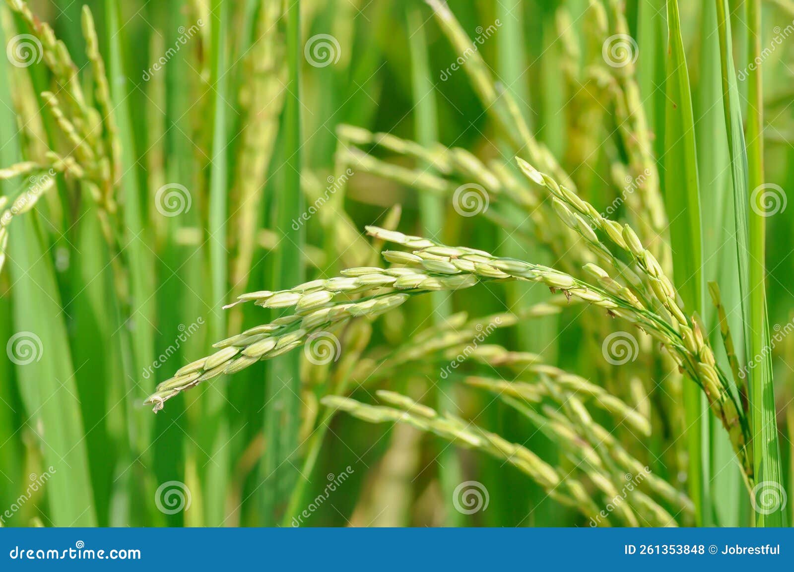 Rice Plant or Rice Field , Sticky Rice Plant or Paddy Field Stock Photo ...