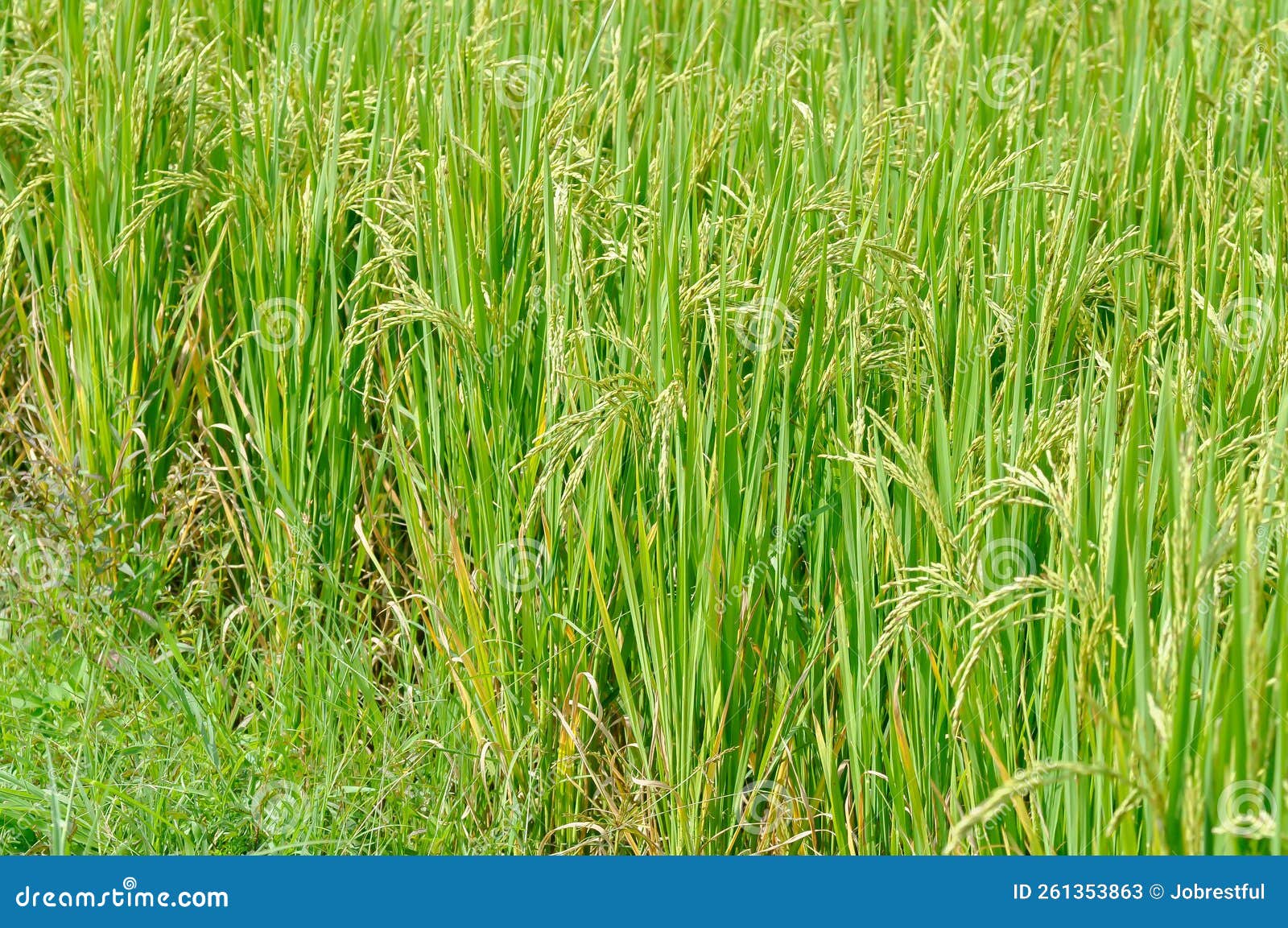 Rice Plant or Rice Field , Sticky Rice Plant or Paddy Field Stock Image ...