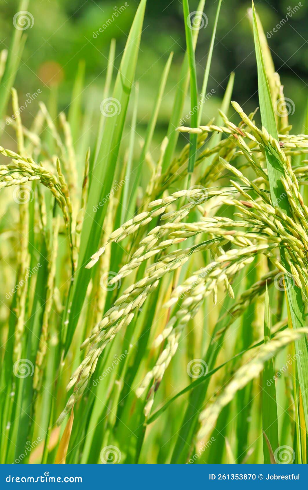 Rice Plant or Rice Field , Sticky Rice Plant or Paddy Field Stock Photo ...