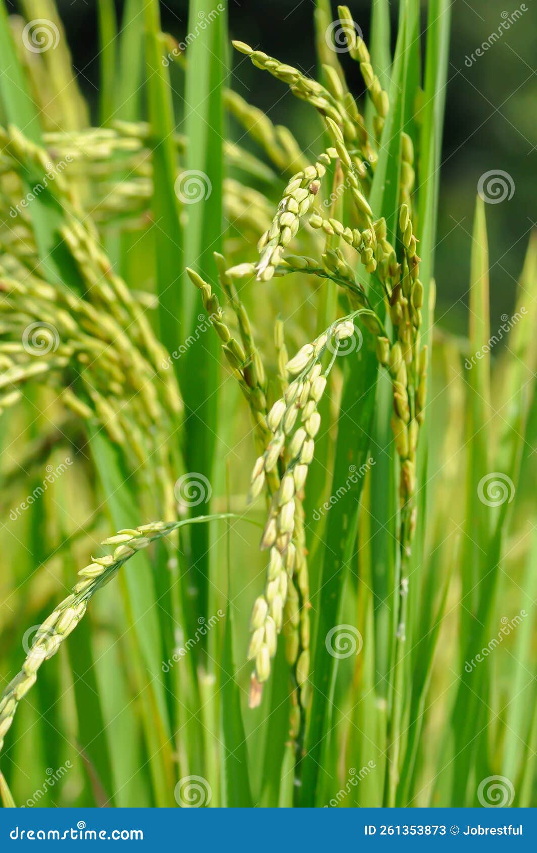 Rice Plant or Rice Field , Sticky Rice Plant or Paddy Field Stock Image ...