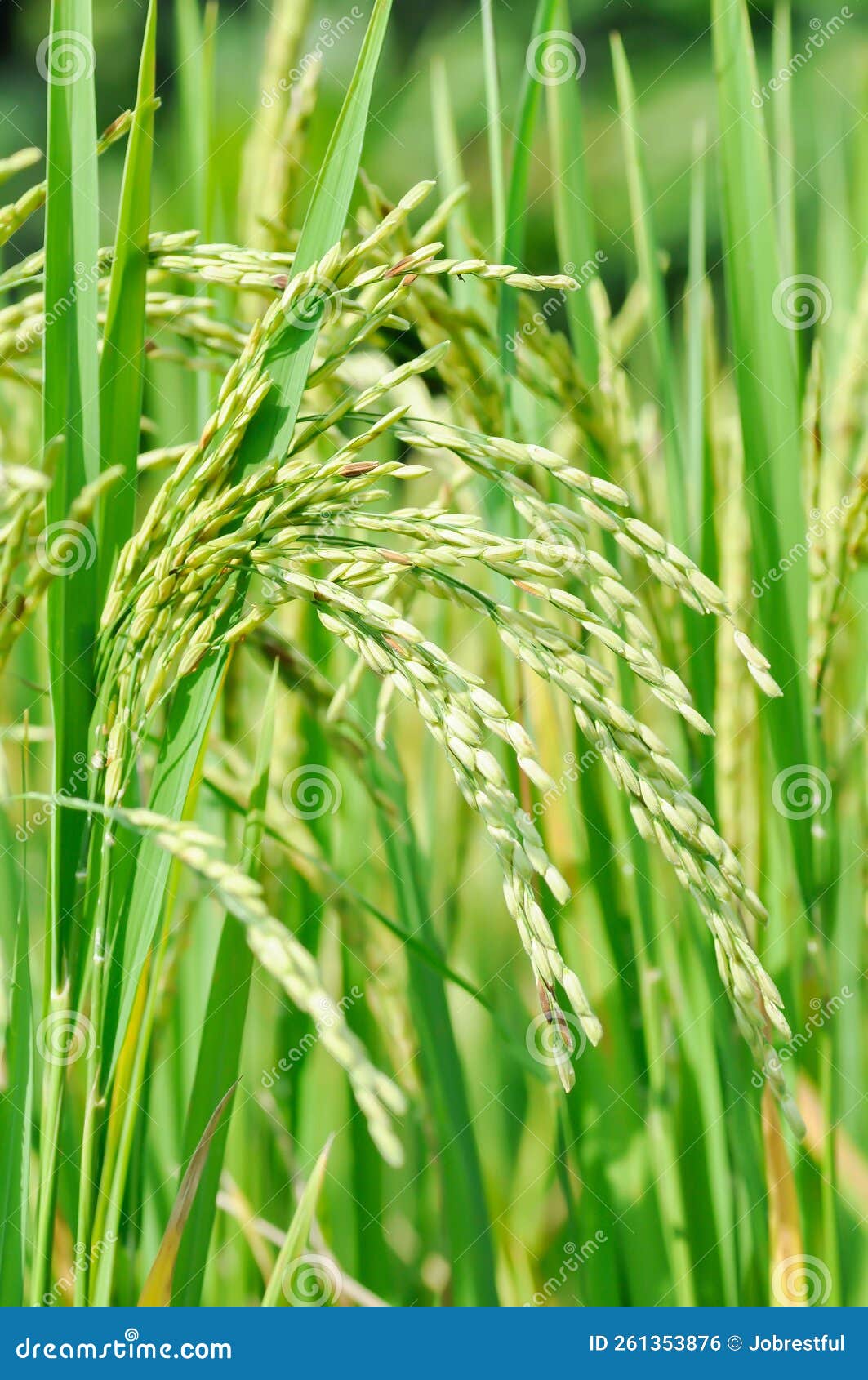 Rice Plant or Rice Field , Sticky Rice Plant or Paddy Field Stock Photo ...