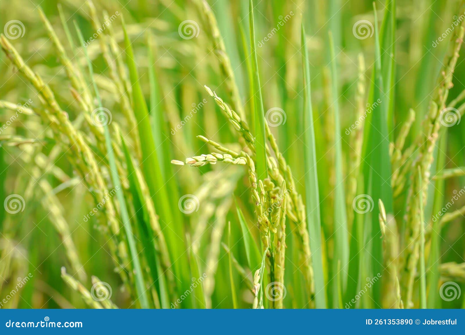 Rice Plant or Rice Field , Sticky Rice Plant or Paddy Field Stock Photo ...