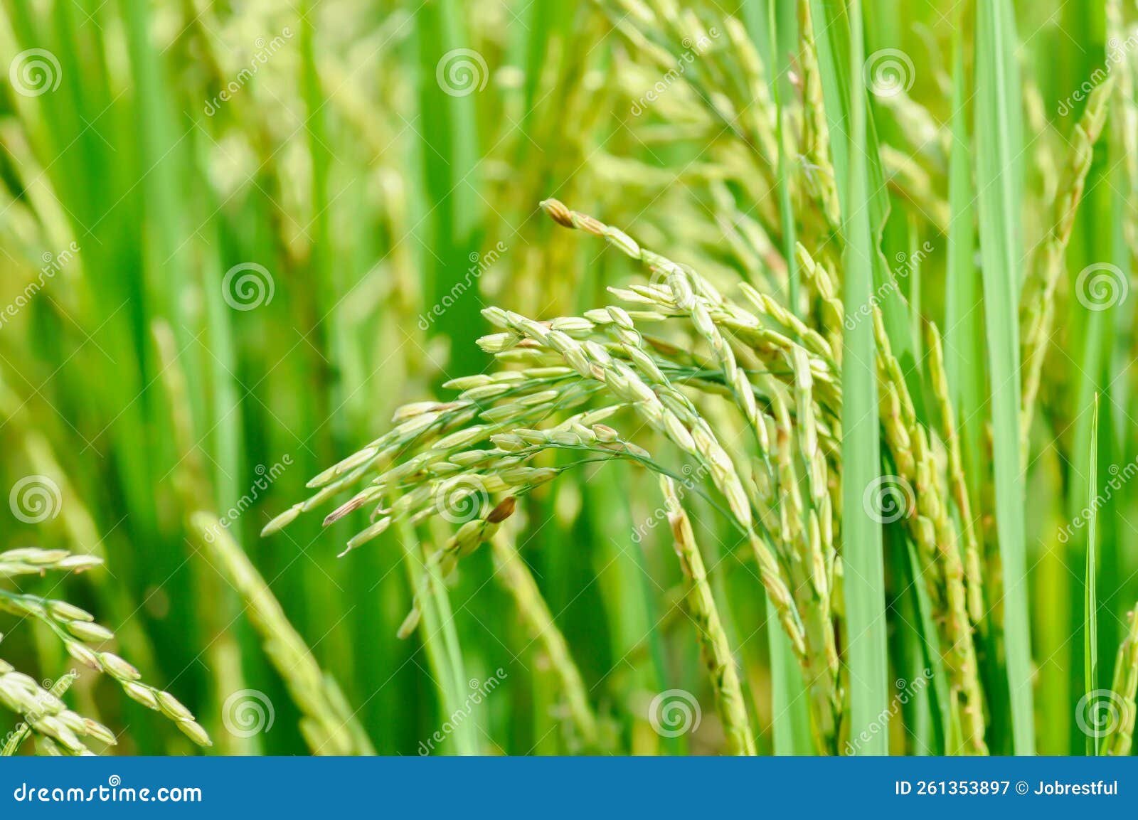 Rice Plant or Rice Field , Sticky Rice Plant or Paddy Field Stock Image ...