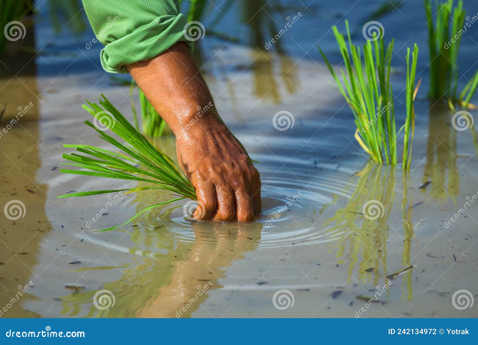 Rice plant in fields. stock photo. Image of land, farmer - 242134972