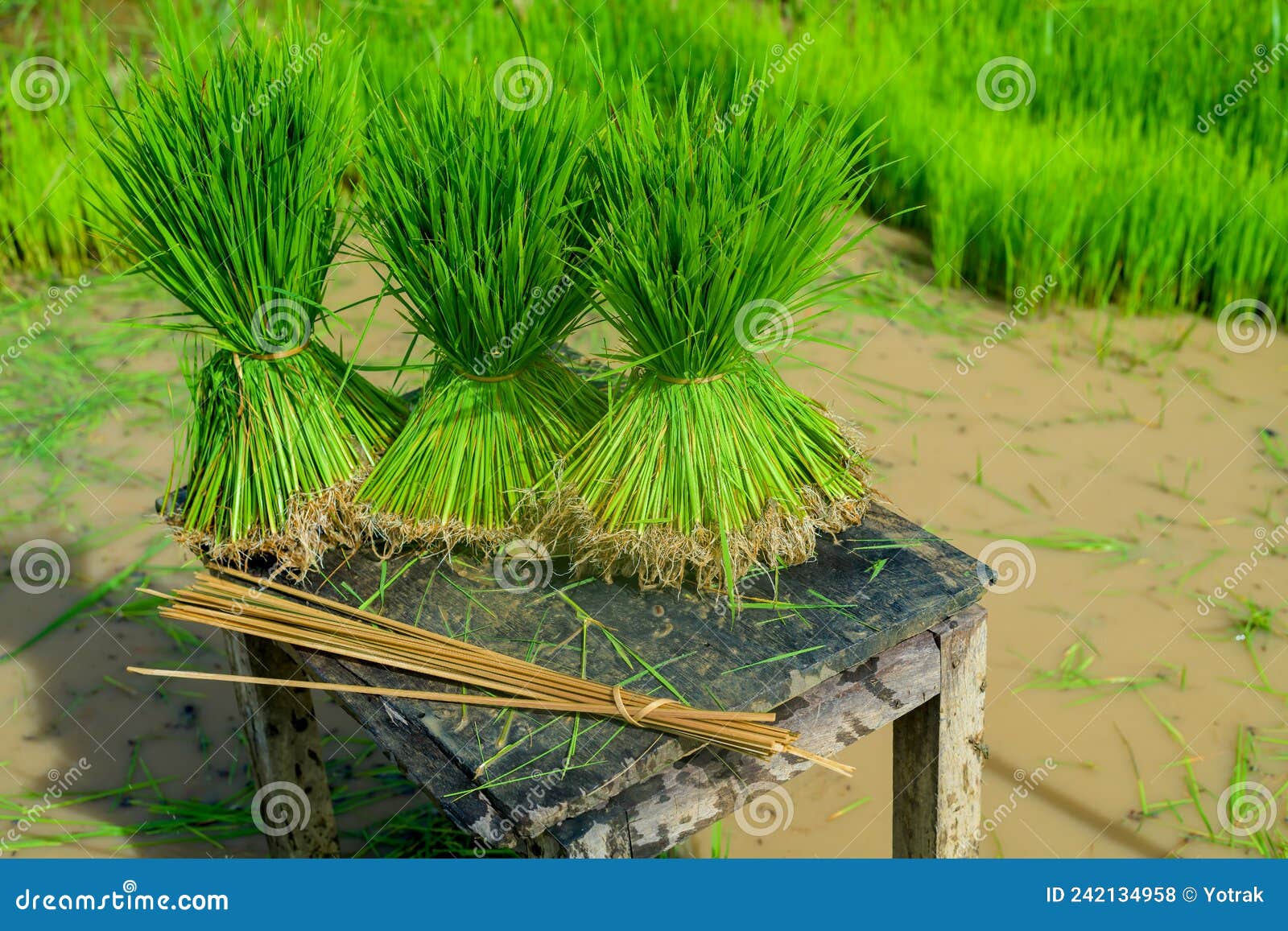 Rice plant in fields. stock photo. Image of water, food - 242134958