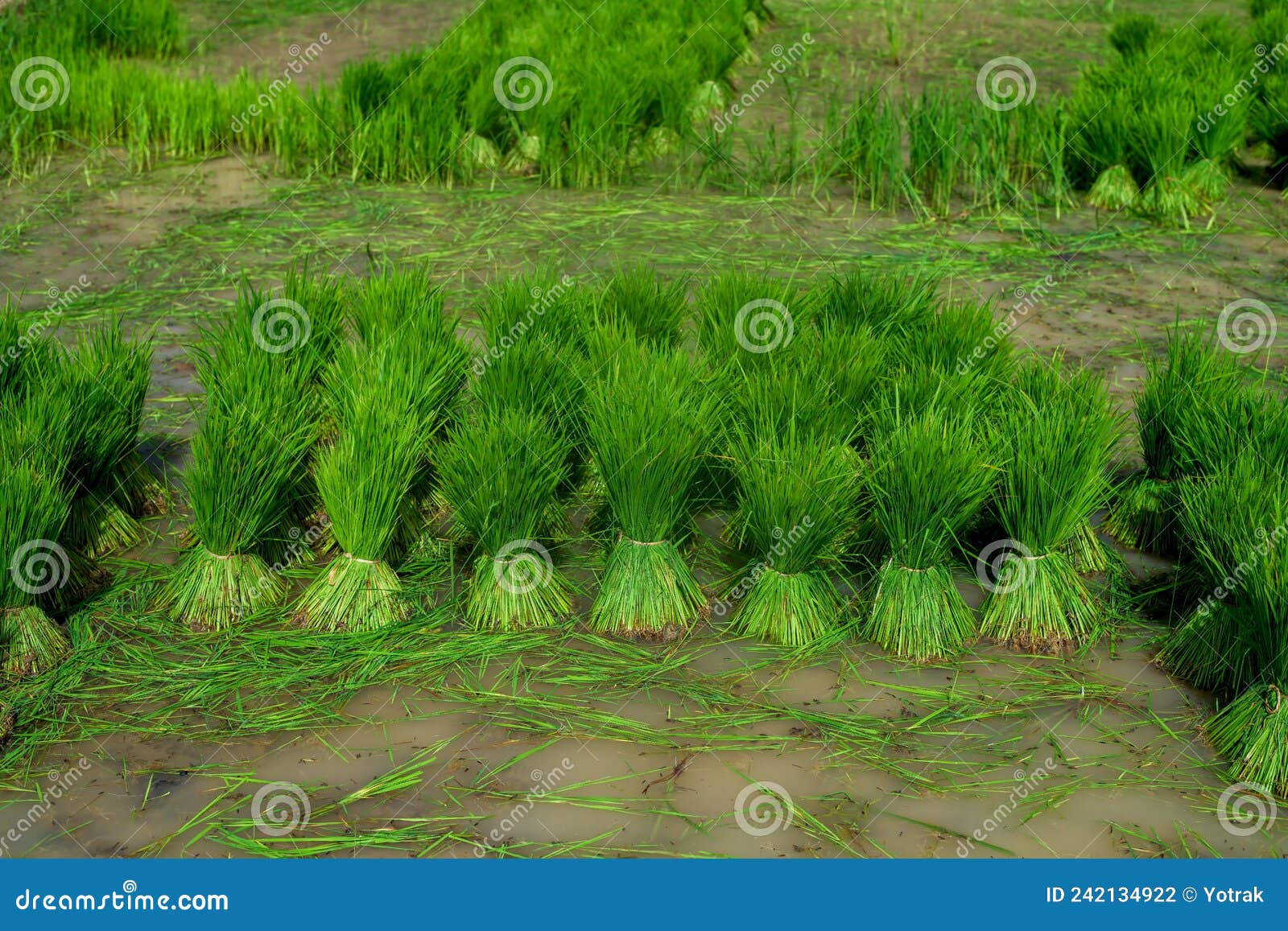 Rice plant in fields. stock photo. Image of farming - 242134922