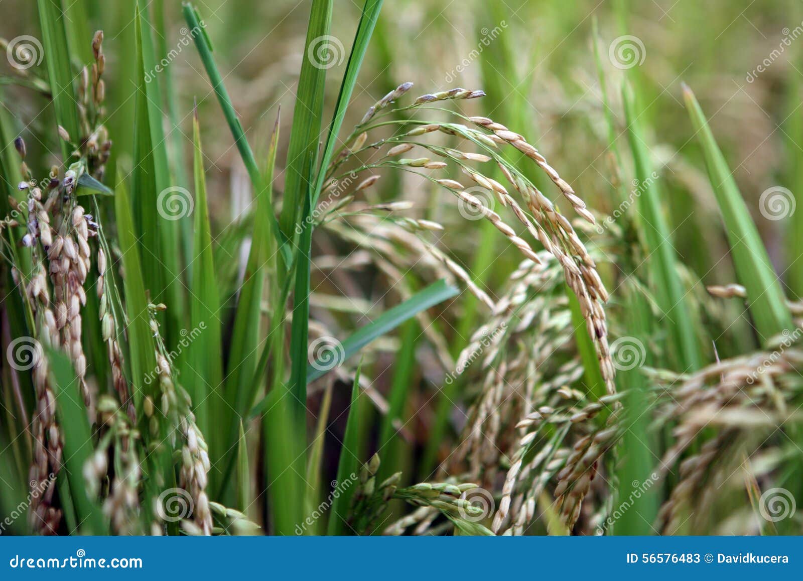 Rice Plant with Grain, Jatiluwih, Indonesia Stock Image - Image of ...
