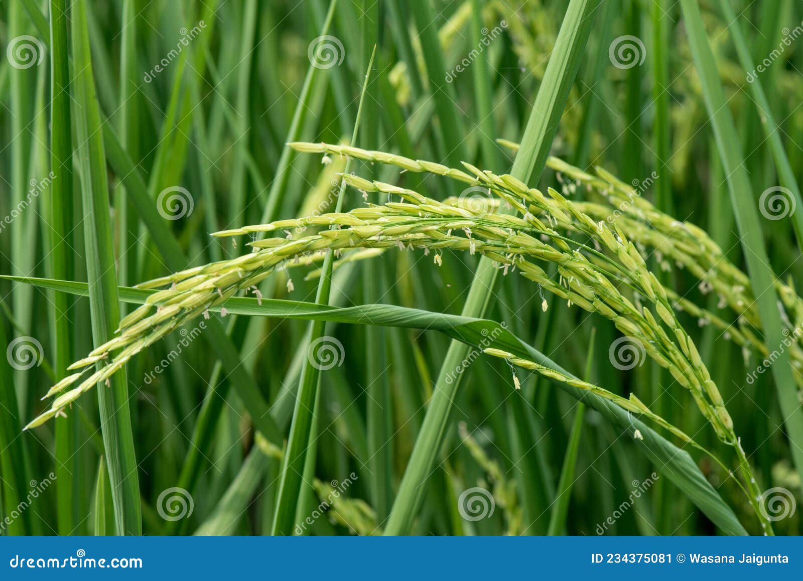 The Rice Plant with the Green Ears of Rice is Growing Stock Image ...