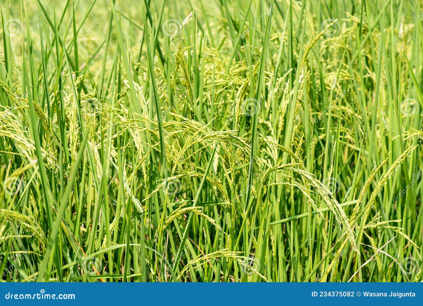 The Rice Plant with the Green Ears of Rice is Growing Stock Photo ...
