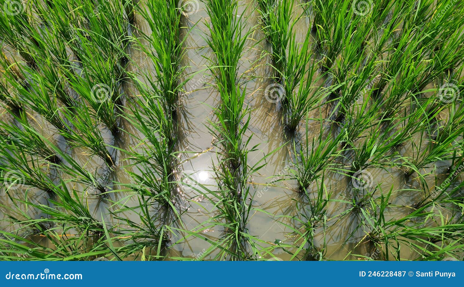 The Rice Plant with the Green Ears of Rice is Growing Stock Image ...