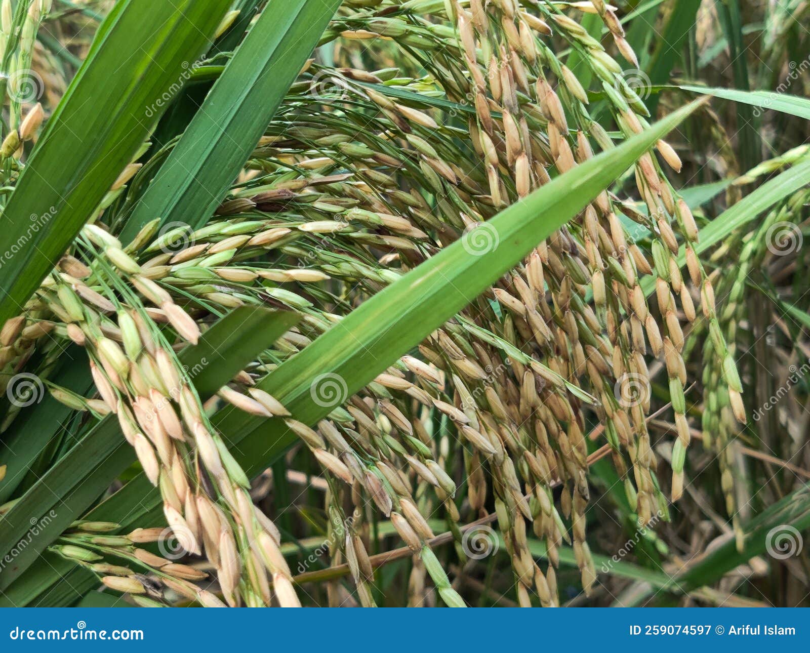 The Rice Plant with the Green Ears of Rice is Growing Stock Image ...
