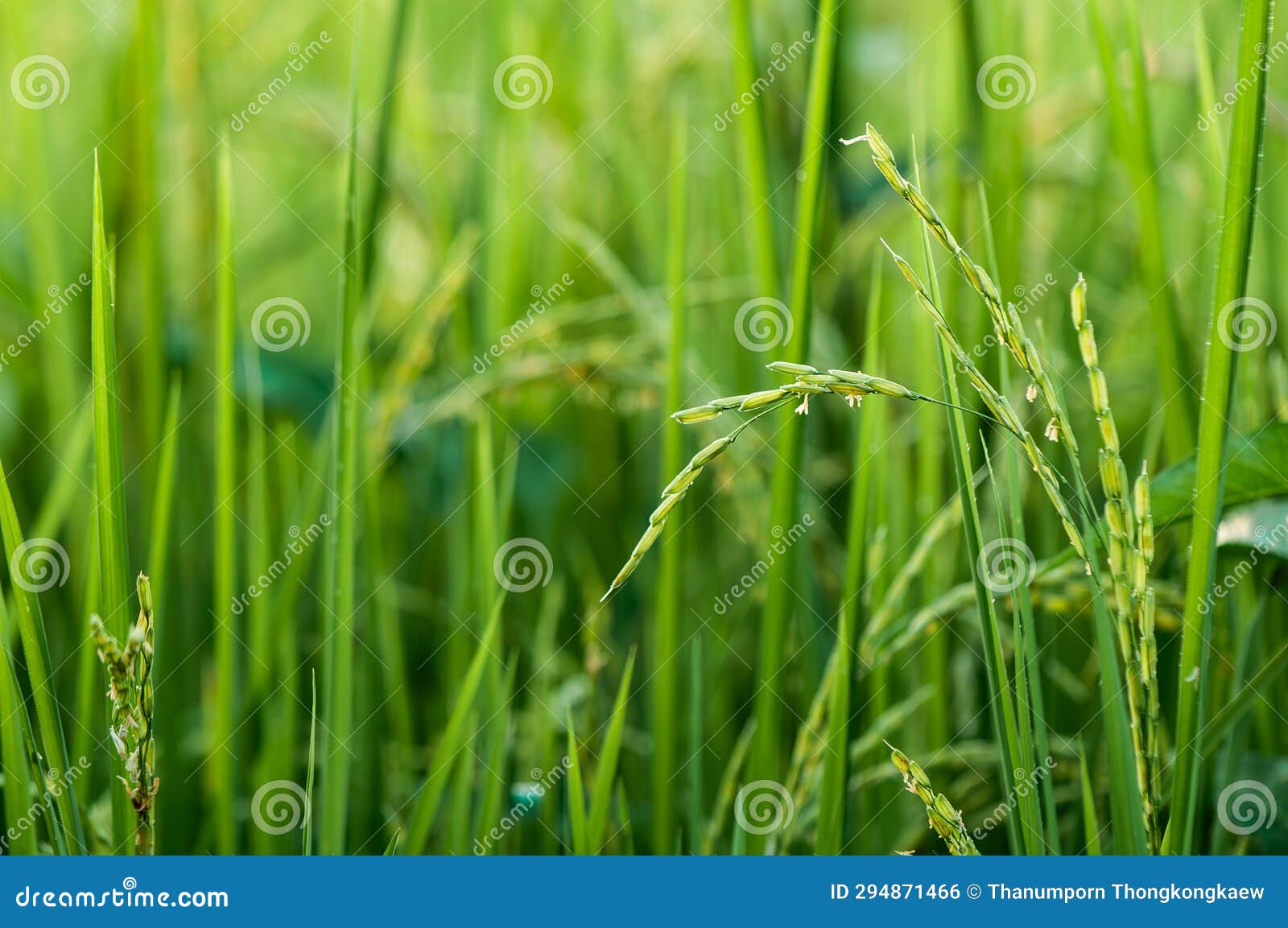 The Rice Plant with the Green Ears of Rice is Growing Stock Photo ...