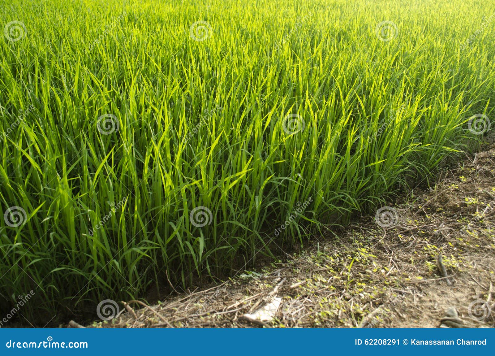 Rice plant and ground stock image. Image of fresh, ground - 62208291