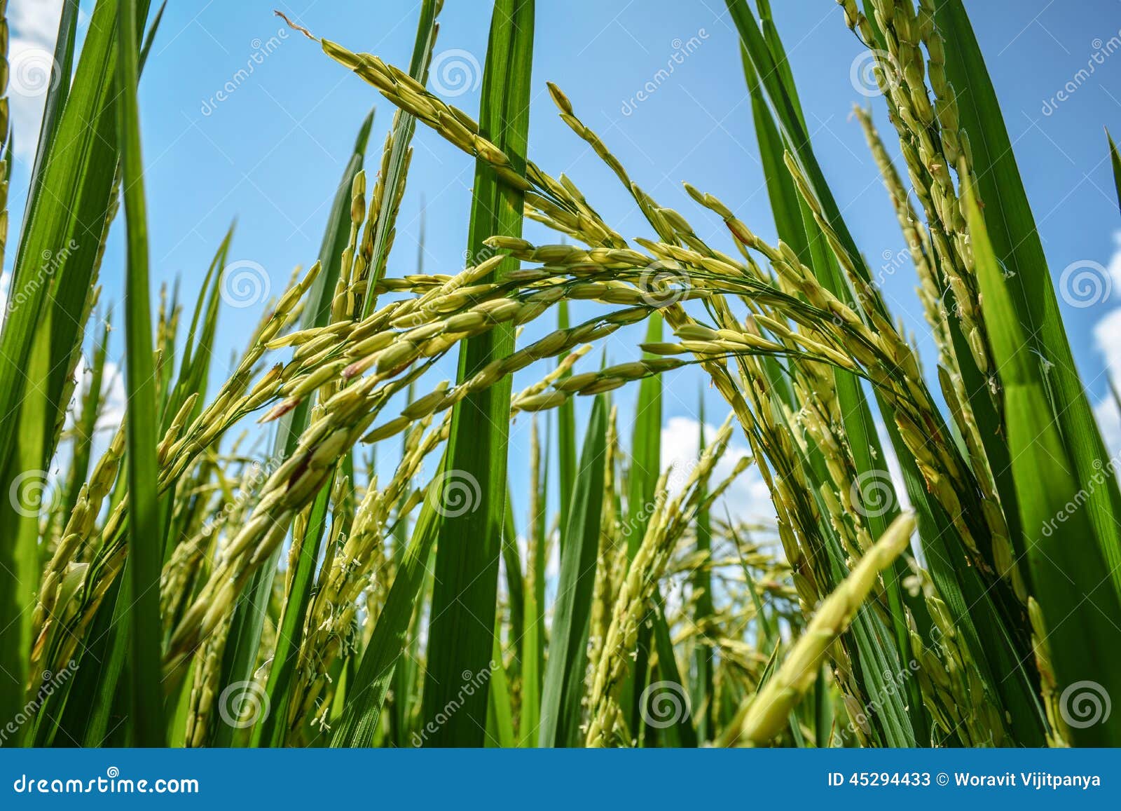 Rice plant stock image. Image of farmland, cultivated - 45294433
