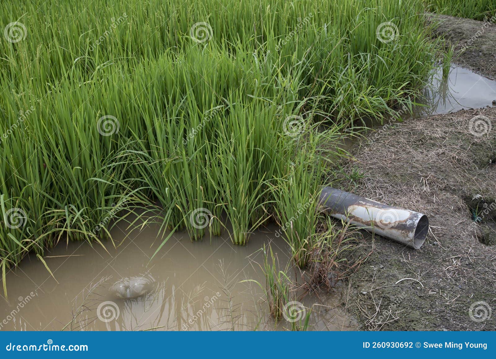 Rice Plant Growing on the Wet Paddy Bed Field. Stock Photo - Image of ...