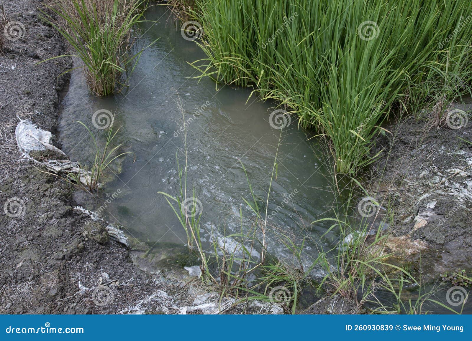 Rice Plant Growing on the Wet Paddy Bed Field. Stock Image - Image of ...