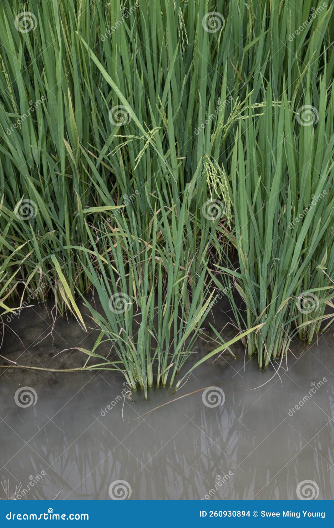 Rice Plant Growing on the Wet Paddy Bed Field. Stock Photo - Image of ...
