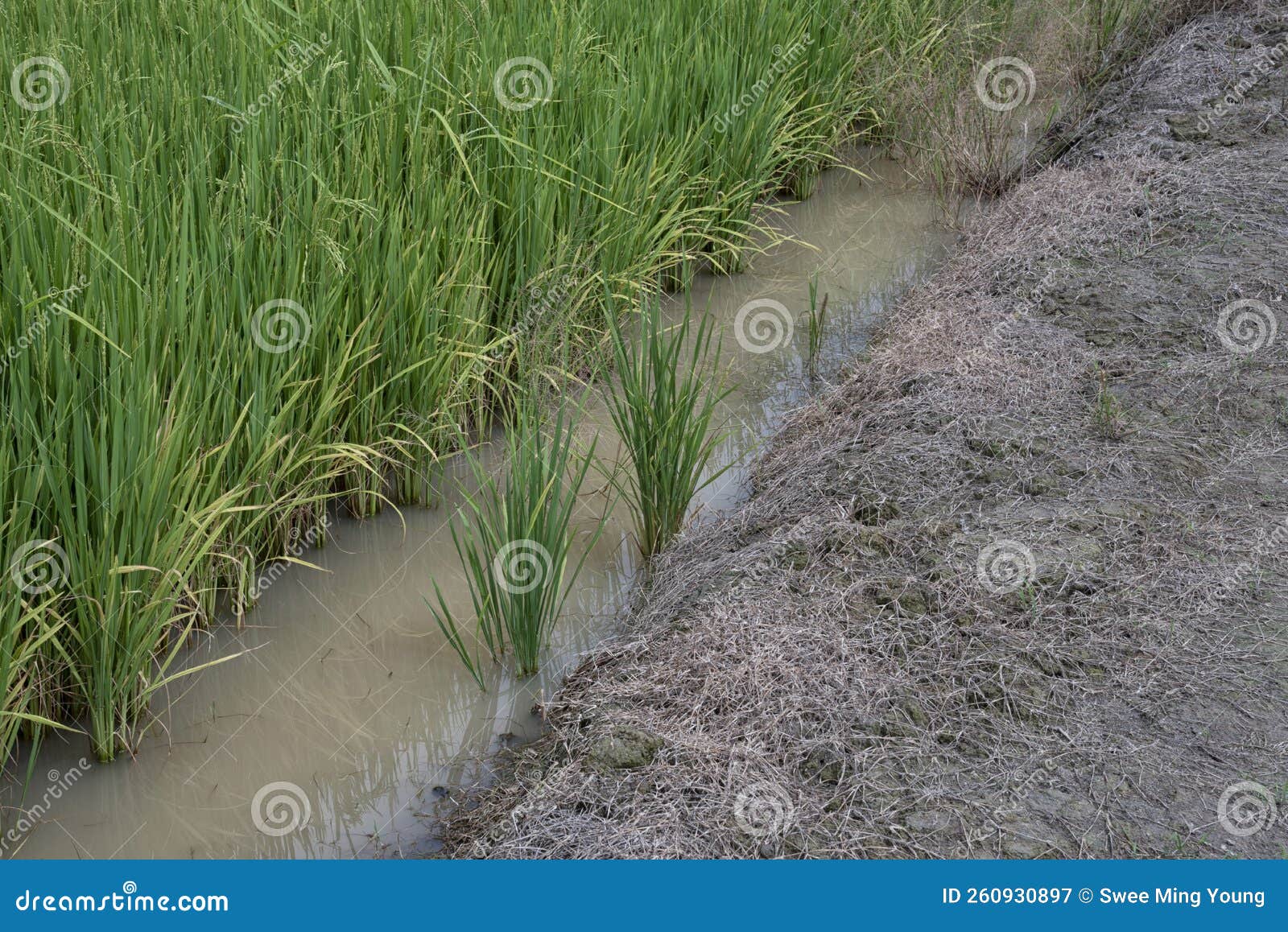 Rice Plant Growing on the Wet Paddy Bed Field. Stock Image - Image of ...