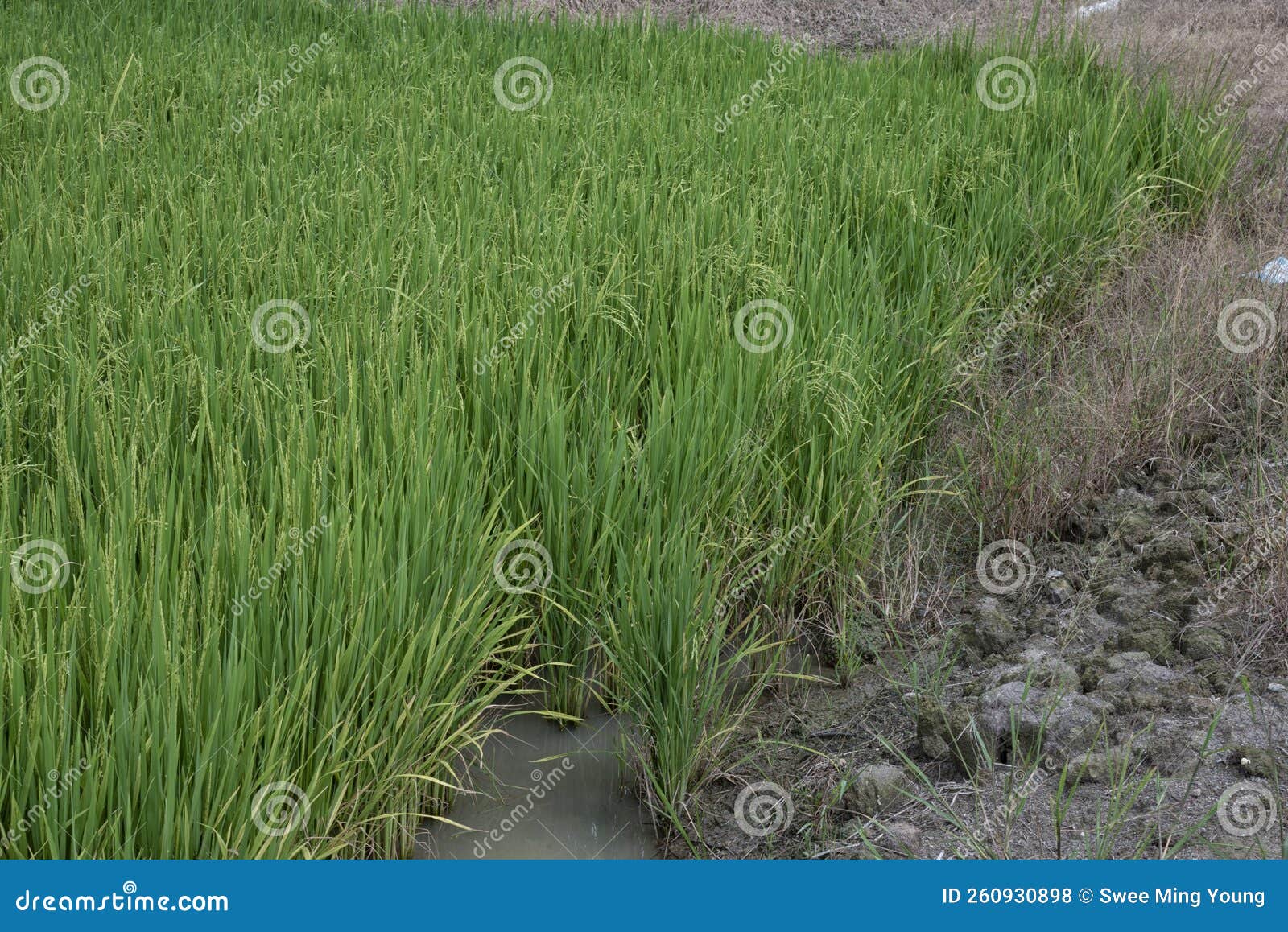 Rice Plant Growing on the Wet Paddy Bed Field. Stock Photo - Image of ...