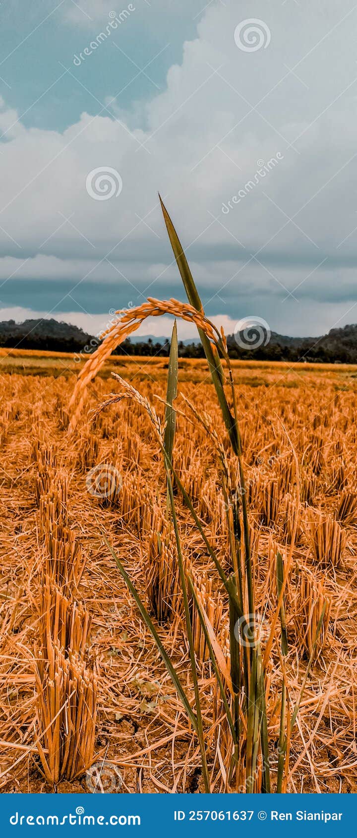 Rice plant at harvest stock image. Image of autumn, plain - 257061637