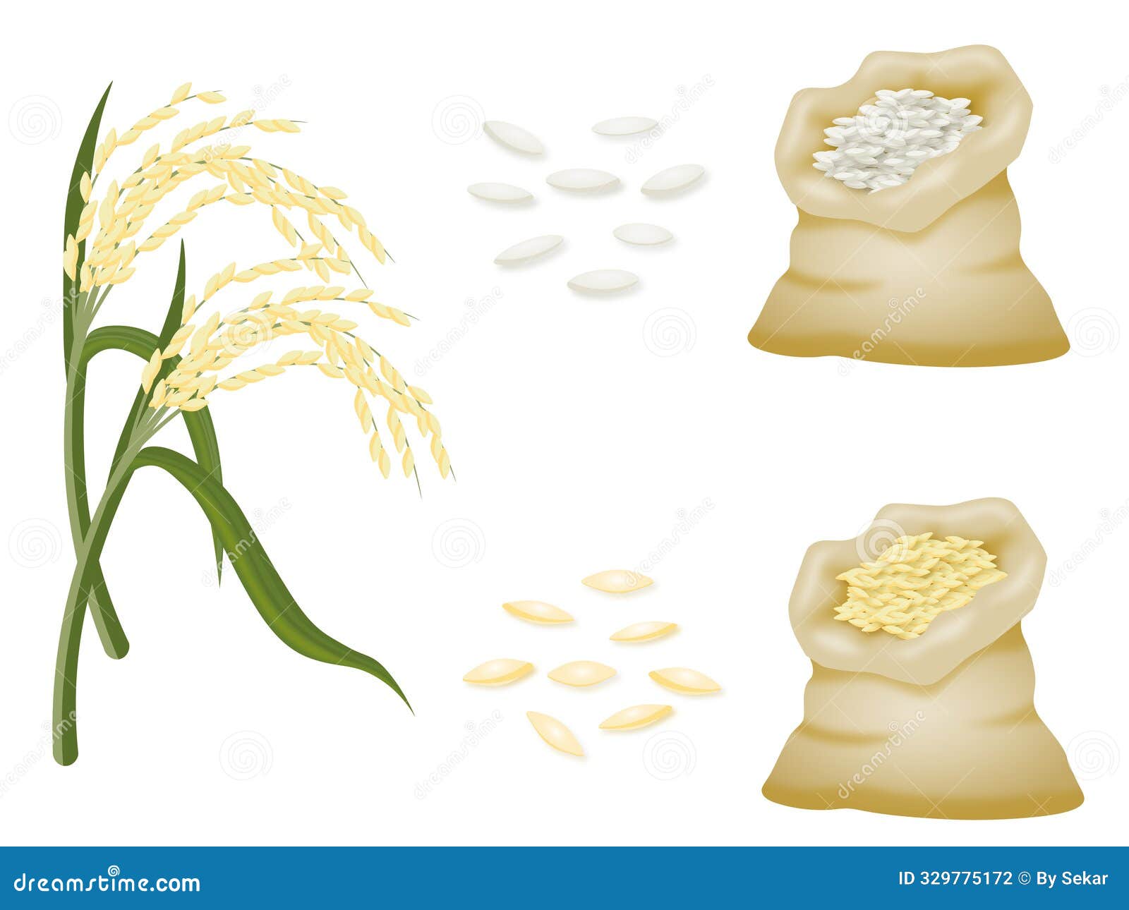 Rice Plant Illustration Vector. White Rice Illustration. Rice Seed ...