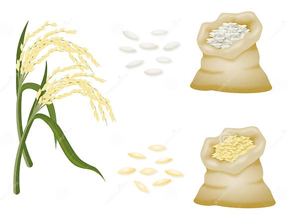 Rice Plant Illustration Vector. White Rice Illustration. Rice Seed ...