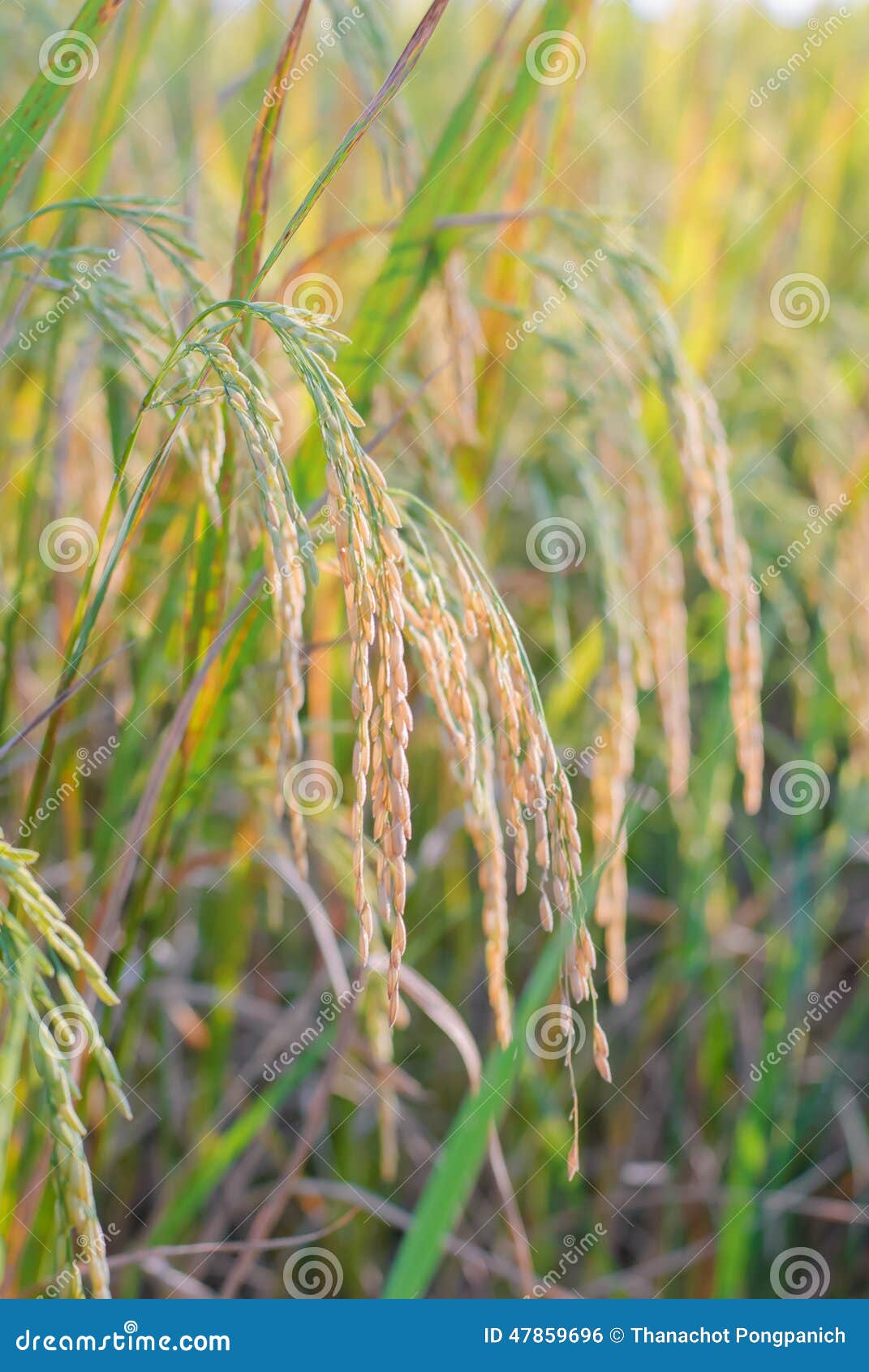 Rice plant stock photo. Image of agriculture, asian, growth - 47859696